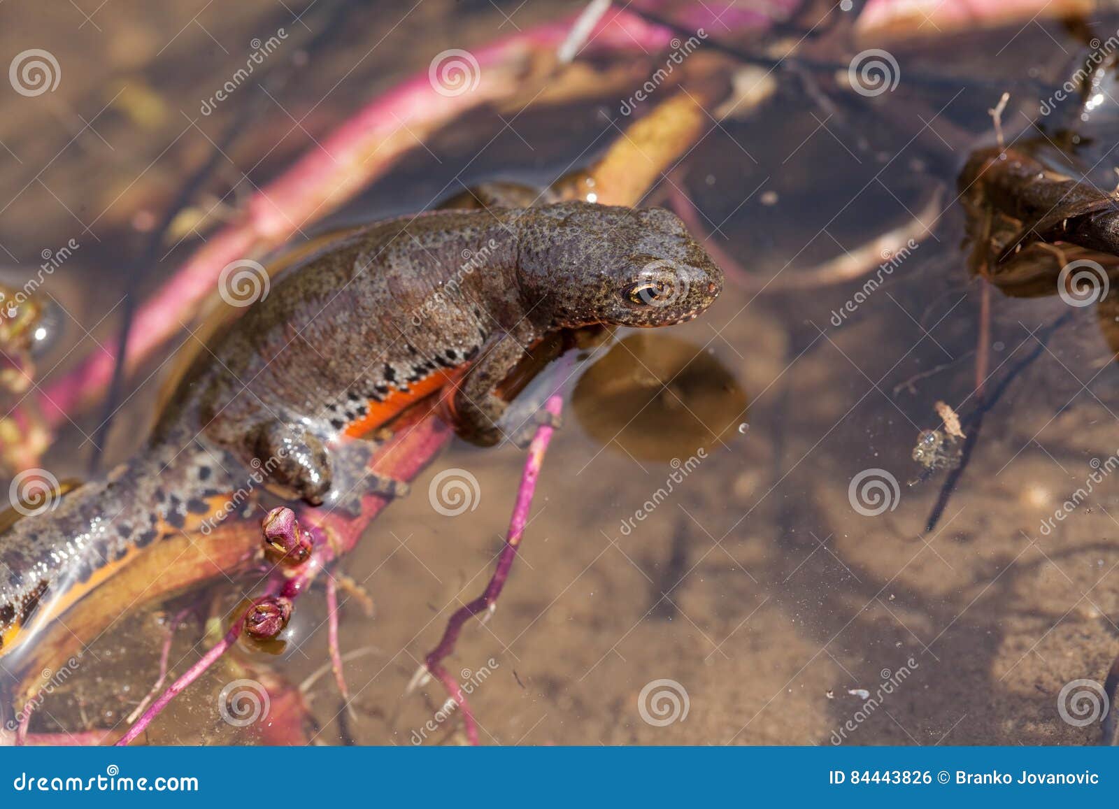 Triturus vulgaris stock photo. Image of amphibian, beautiful - 84443826