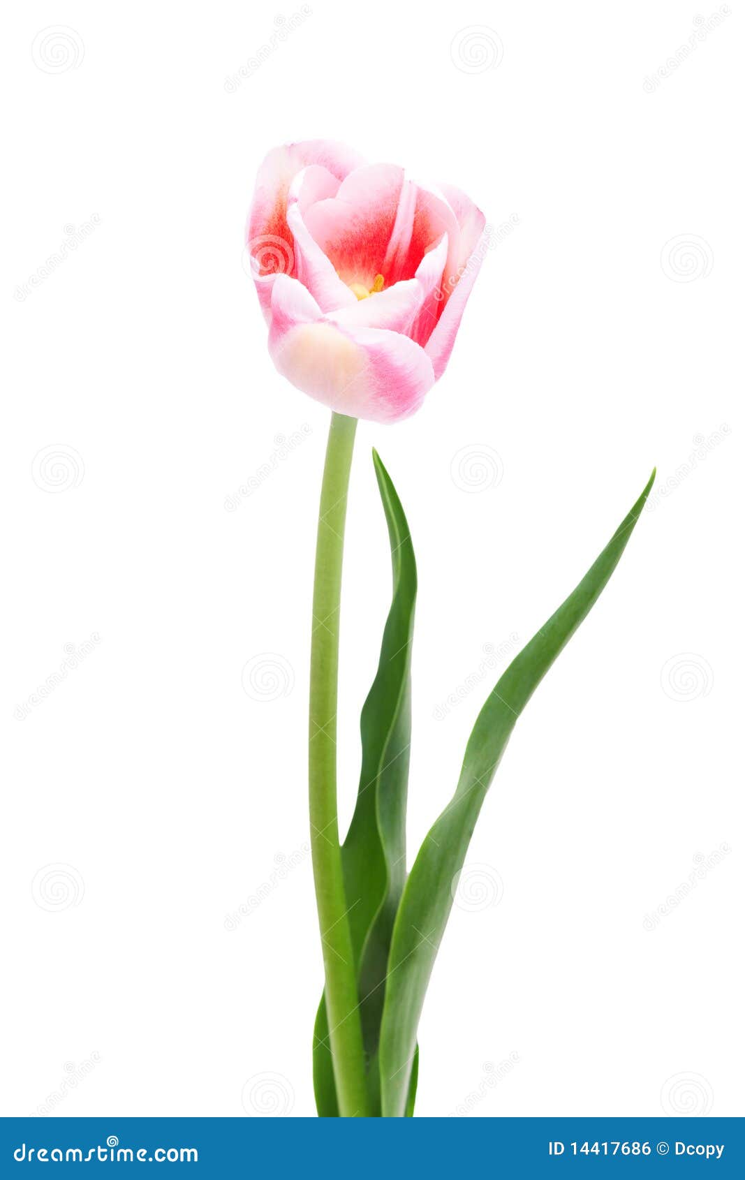 Triumph tulip New Design stock photo. Image of tulip - 14417686