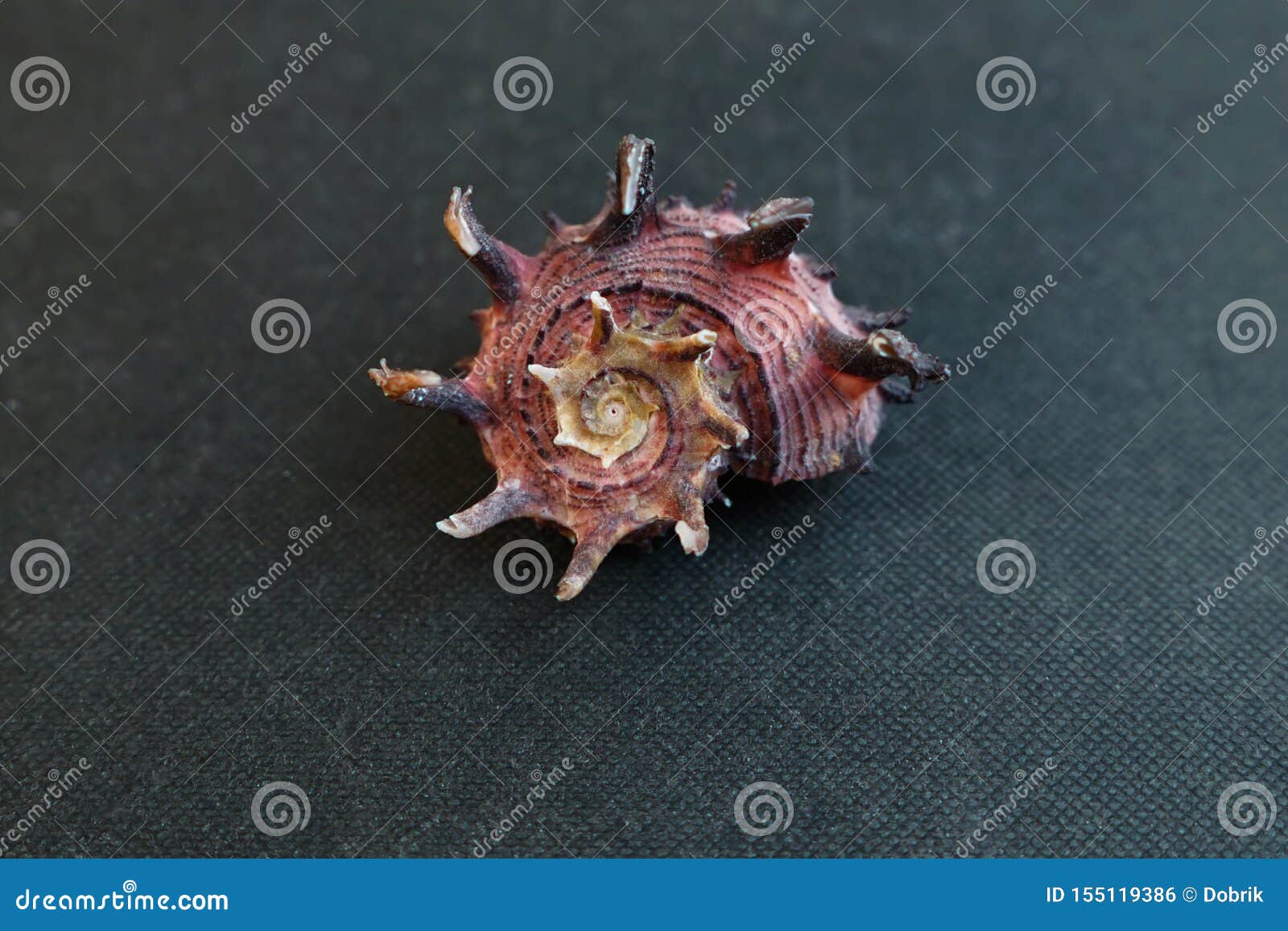 Triumphant` Star Seashell. Seashell Crest Stock Photo - Image of murex ...