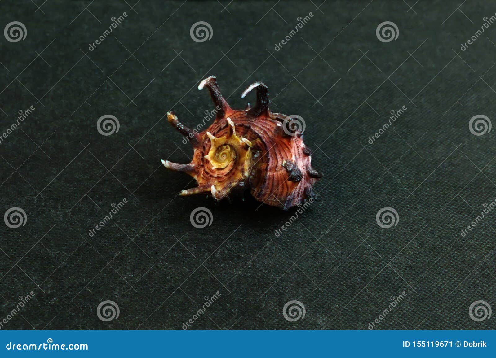 Triumphant` Star Seashell. Seashell Crest Stock Image - Image of dark ...