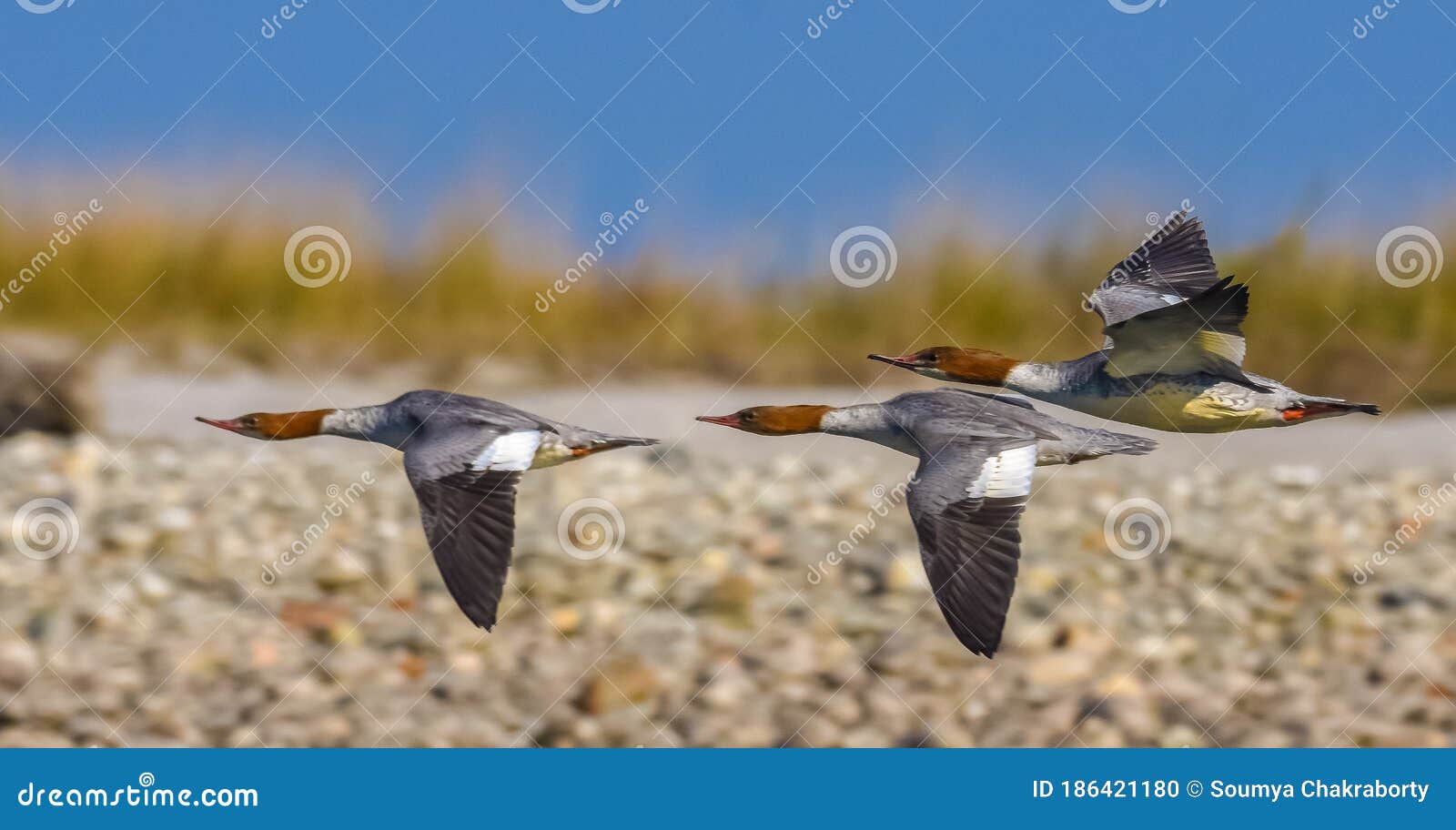 Triumphant Trio Stock Photos - Free & Royalty-Free Stock Photos from ...