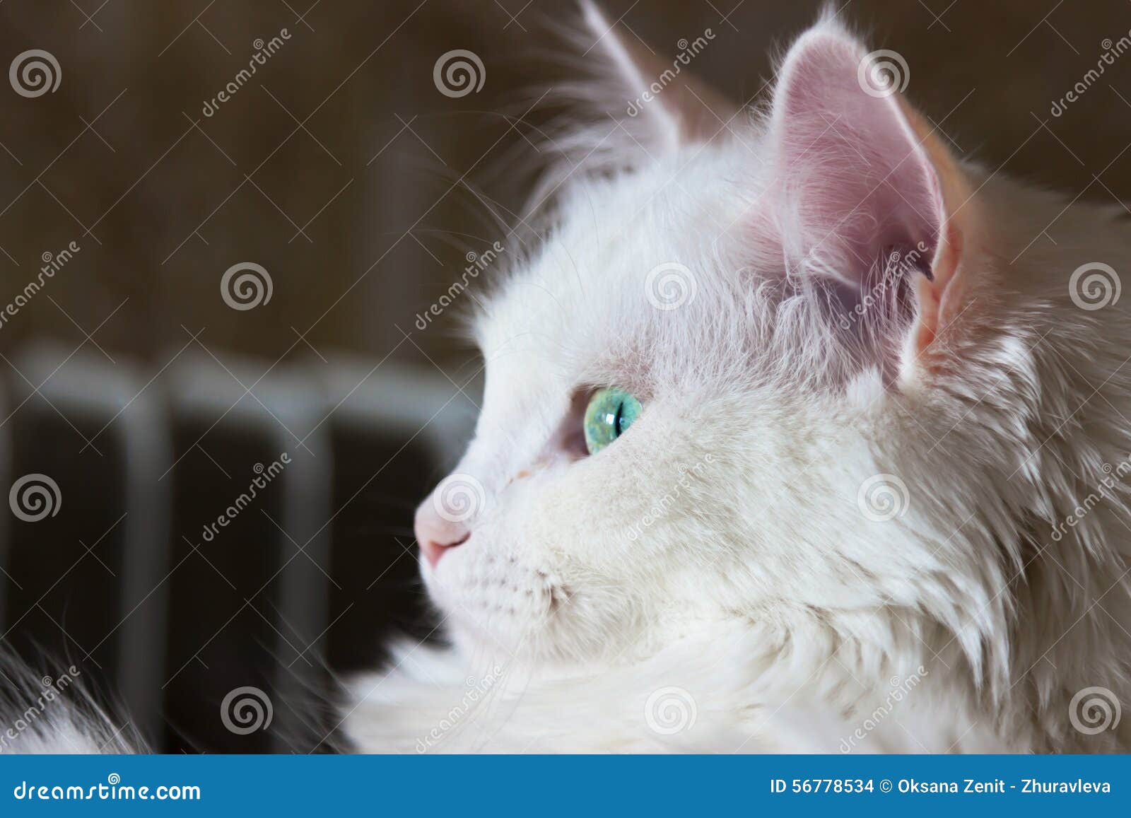 Türkische Angora Stockfoto - Bild: 56778534