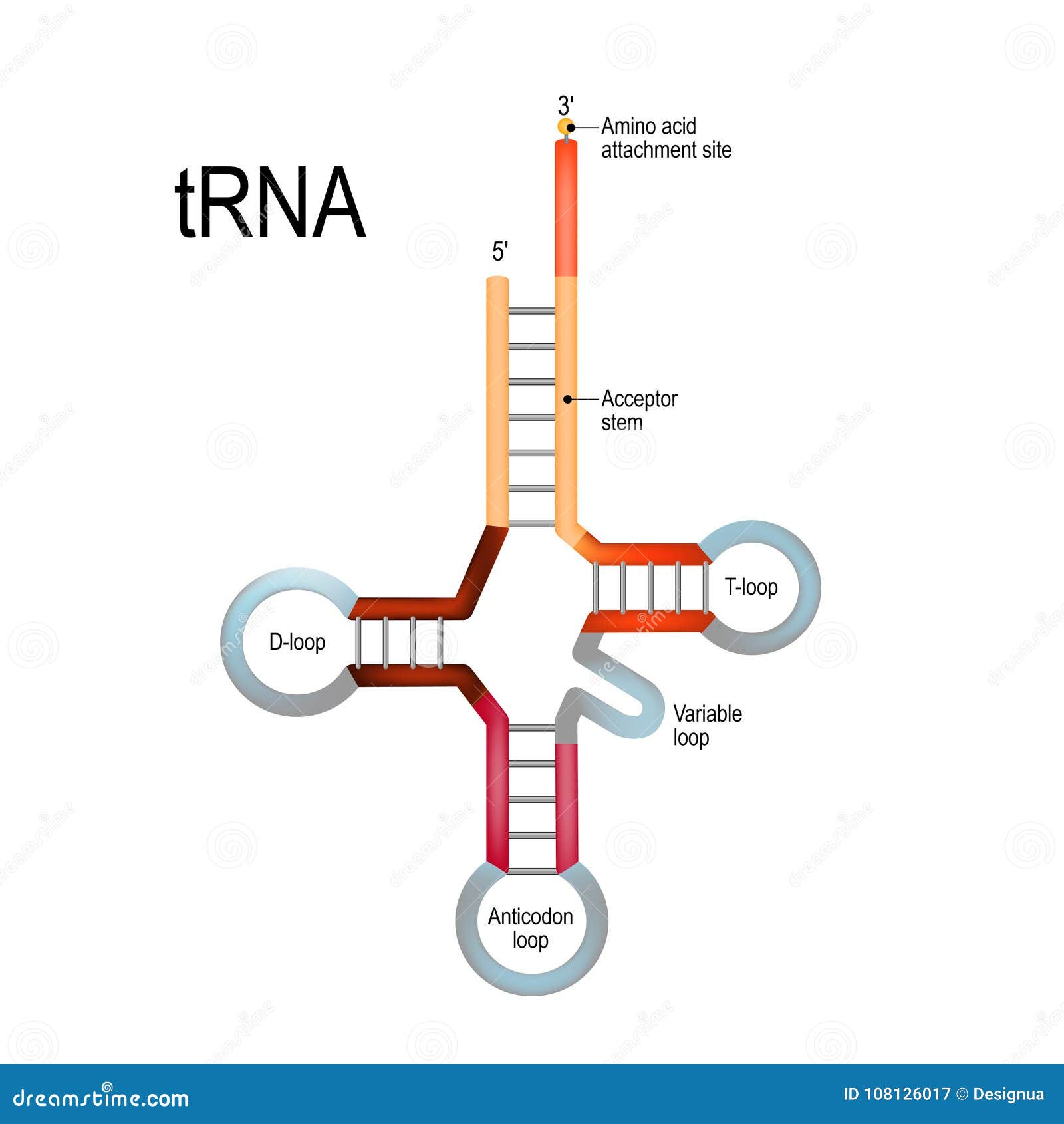 TRNA d'ARN de transfert illustration de vecteur. Illustration du ...
