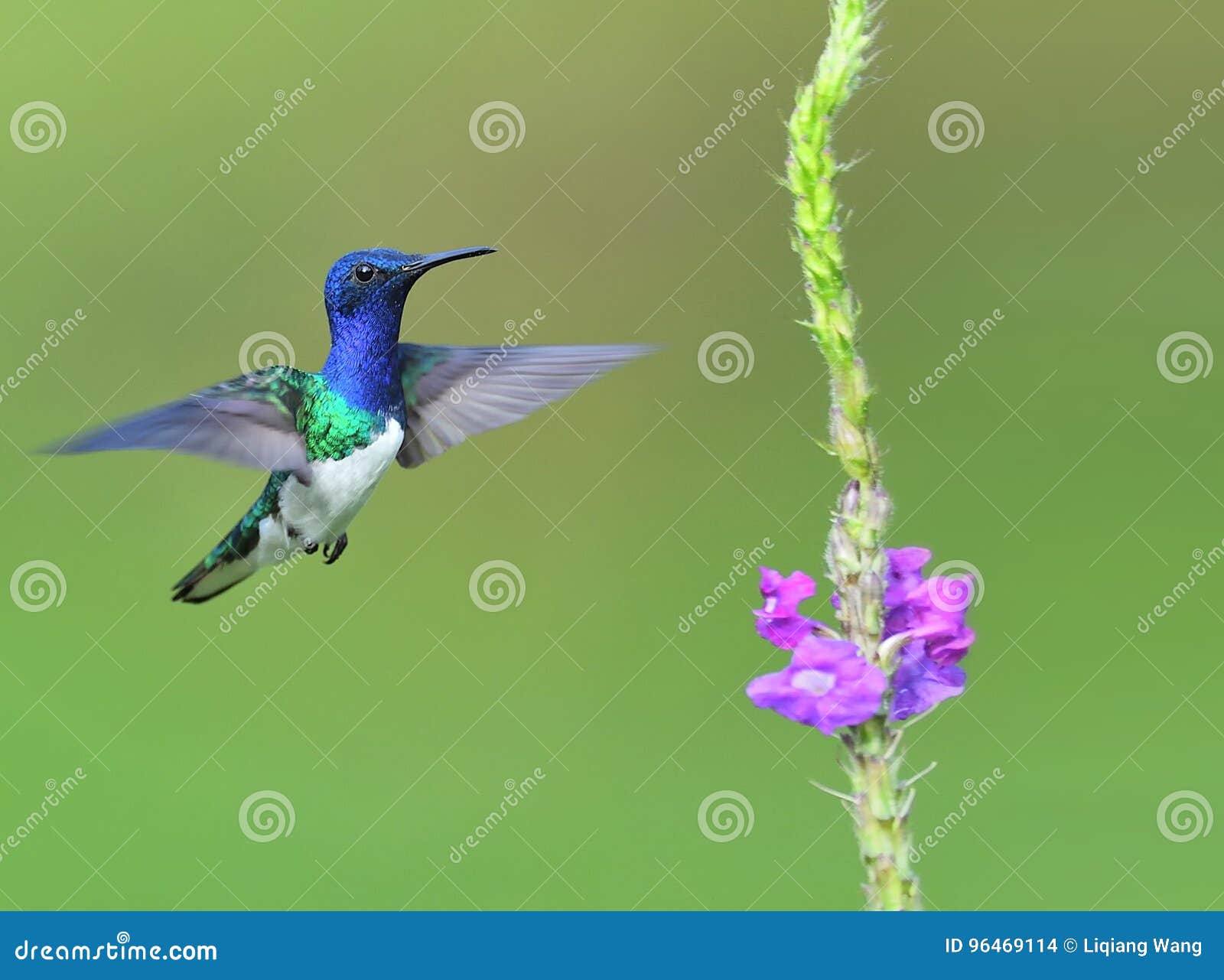 Trochilidae stock photo. Image of background, decorative - 96469114