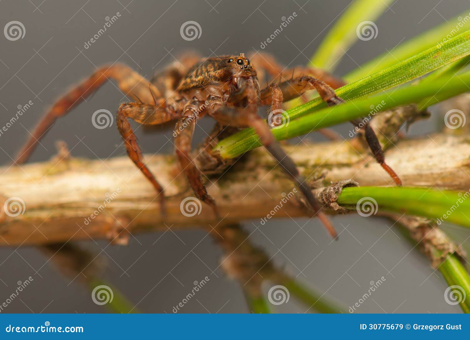 Trochosa stock image. Image of legs, spider, micro, wildlife - 30775679