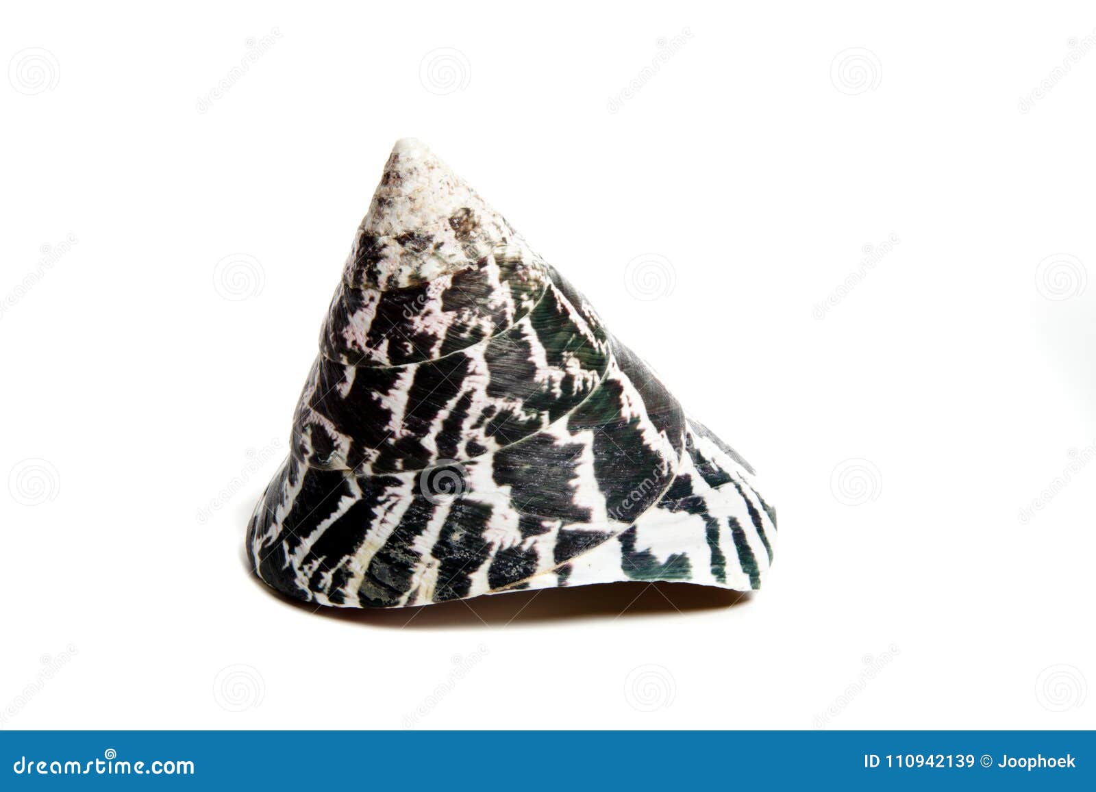 Trochus Niloticus Stock Photos - Free & Royalty-Free Stock Photos from ...