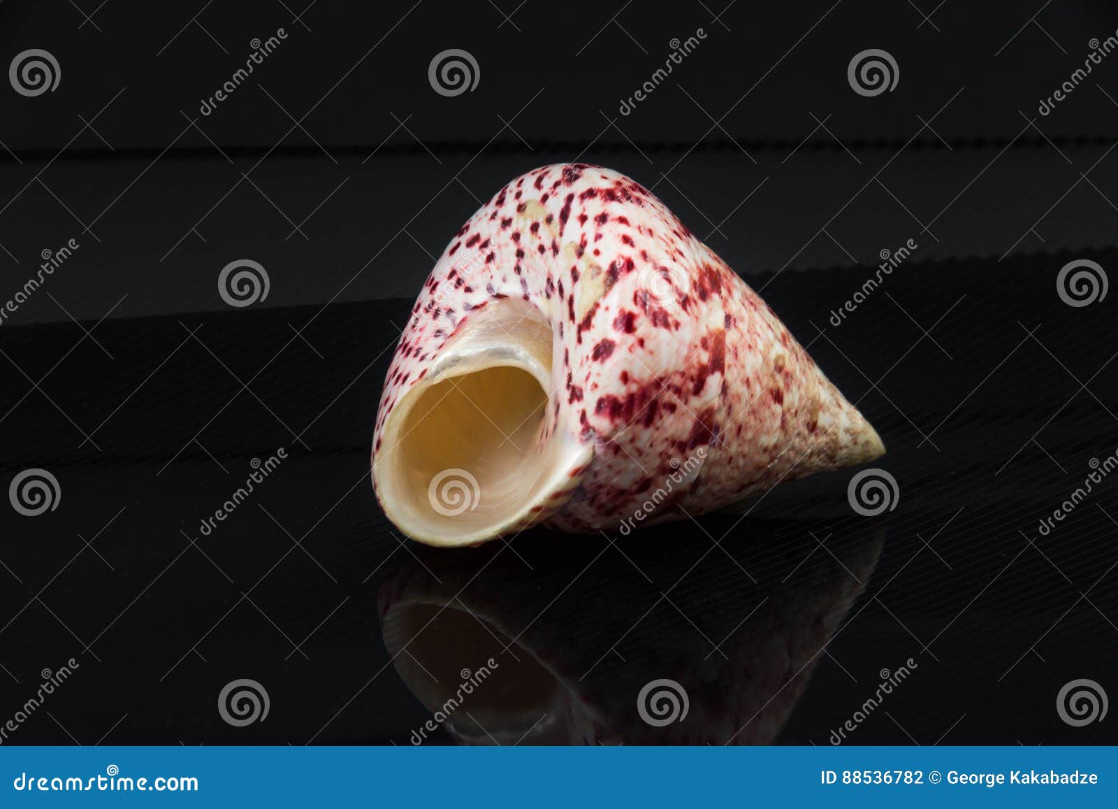 Trochus niloticus stock photo. Image of purple, pattern - 88536782