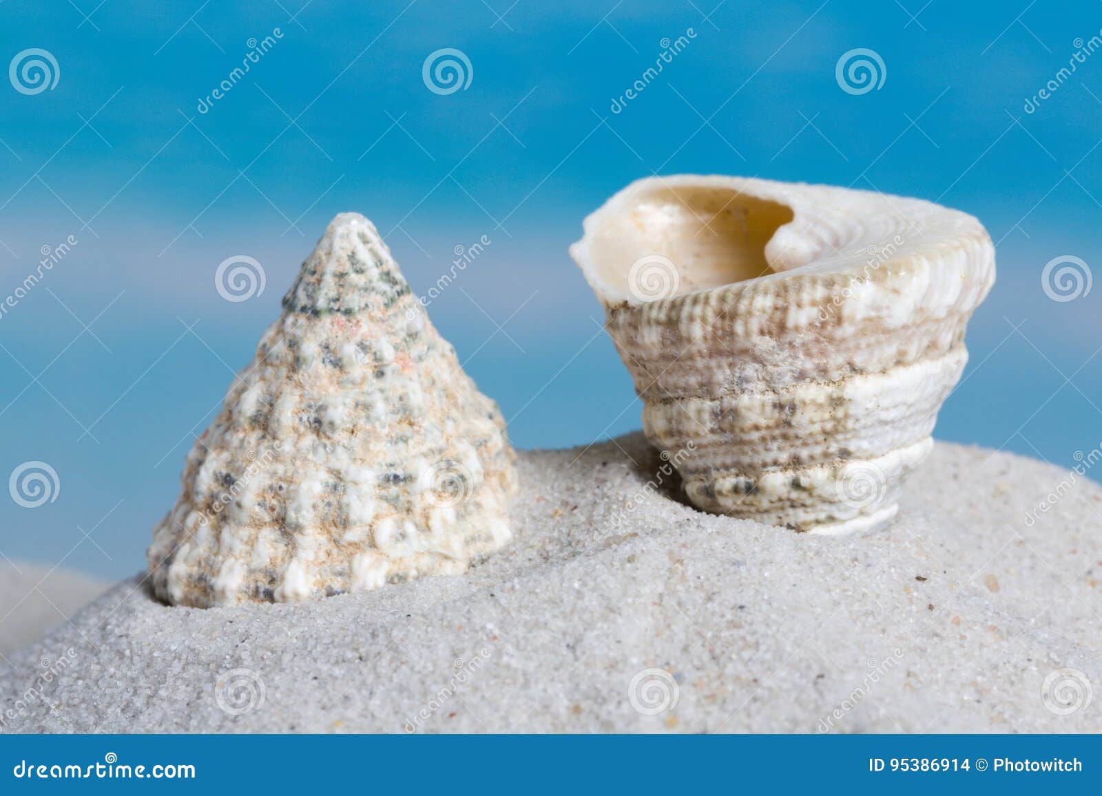 Trochus seashell on beach stock photo. Image of shells - 95386914