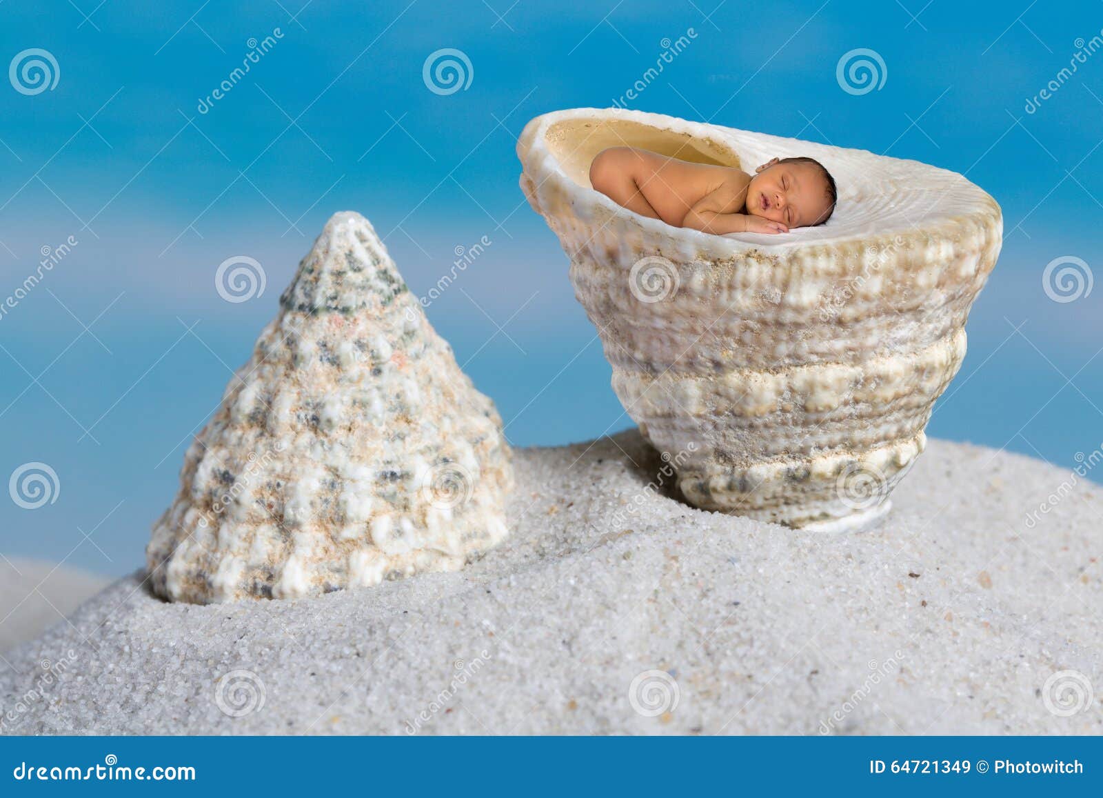 Trochus seashell on beach stock image. Image of nature - 64721349