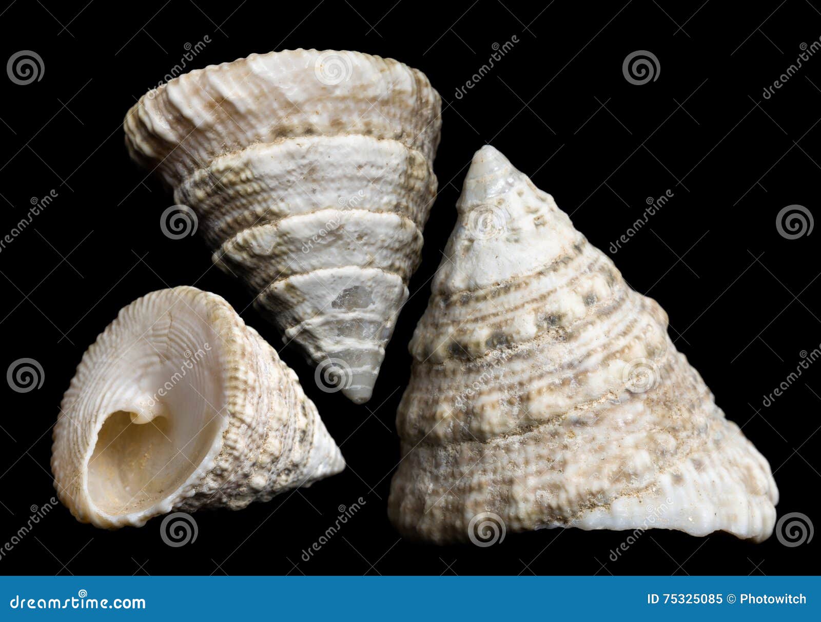 Trochus seashell stock image. Image of isolated, shells - 75325085