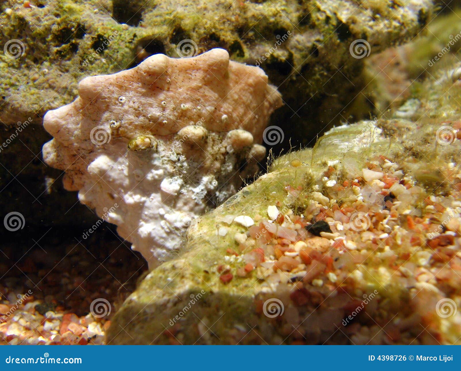 Trochus shell stock photo. Image of coral, animal, ocean - 4398726