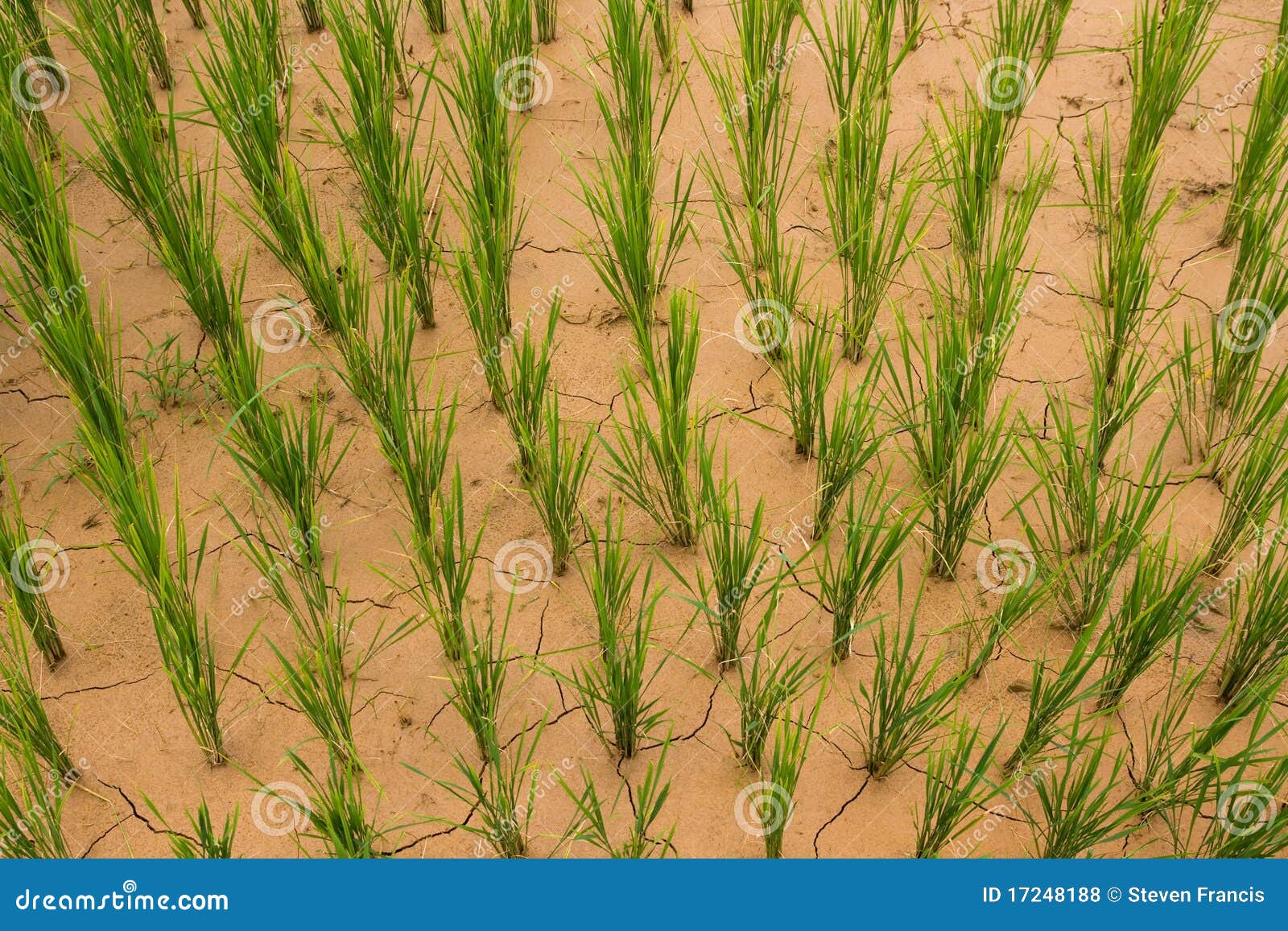 Trockener Reis-Paddy stockfoto. Bild von wasser, gebacken - 17248188