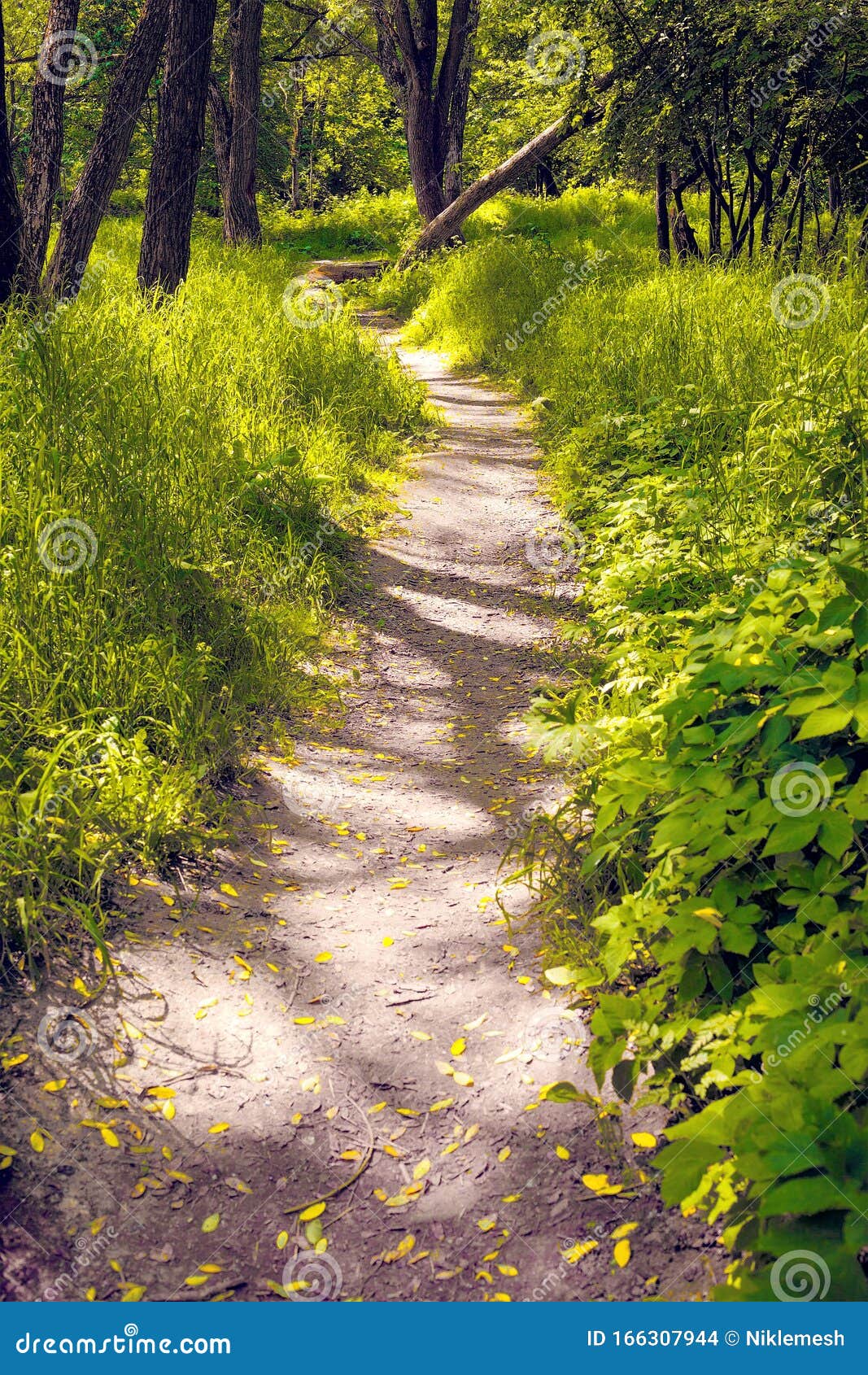Trodden Path in the Forest on a Sunny Day Stock Photo - Image of road ...