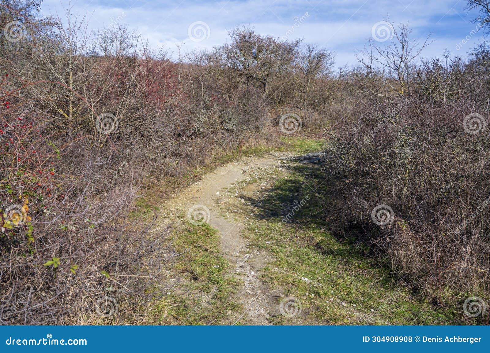 Trodden Path in the Grass between the Bushes. Blue Sky with White ...