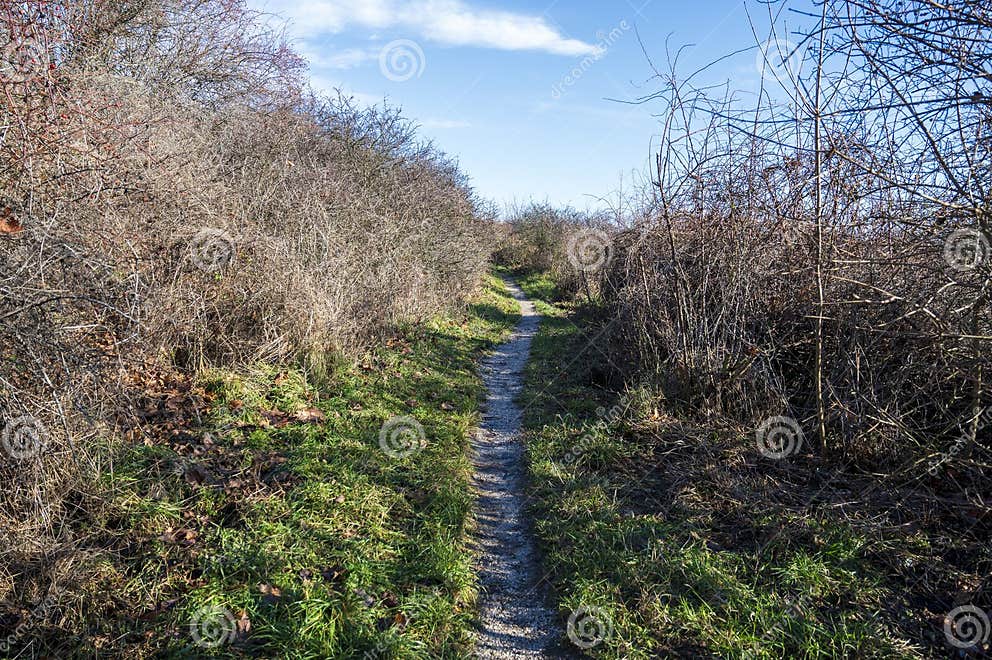Trodden Path In The Grass Between The Bushes Blue Sky With White Clouds Stock Image Image Of