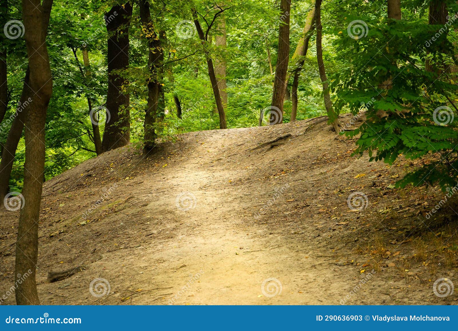 A Trodden Path in a Green Forest Stock Image - Image of plant, trodden ...