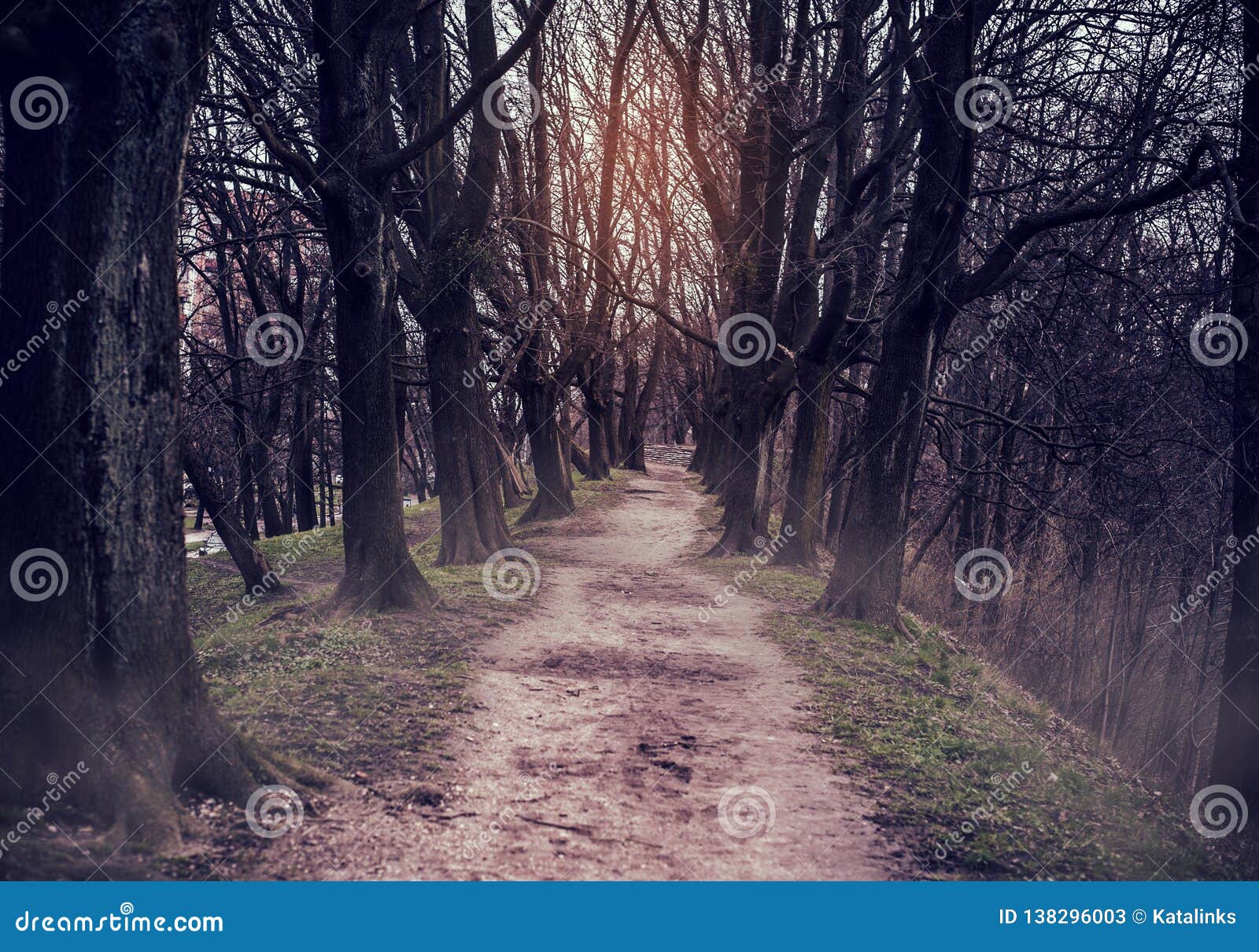 The Trodden Path In A Mysterious Mystical Place And The Tall Old Trees Stock Image Image Of