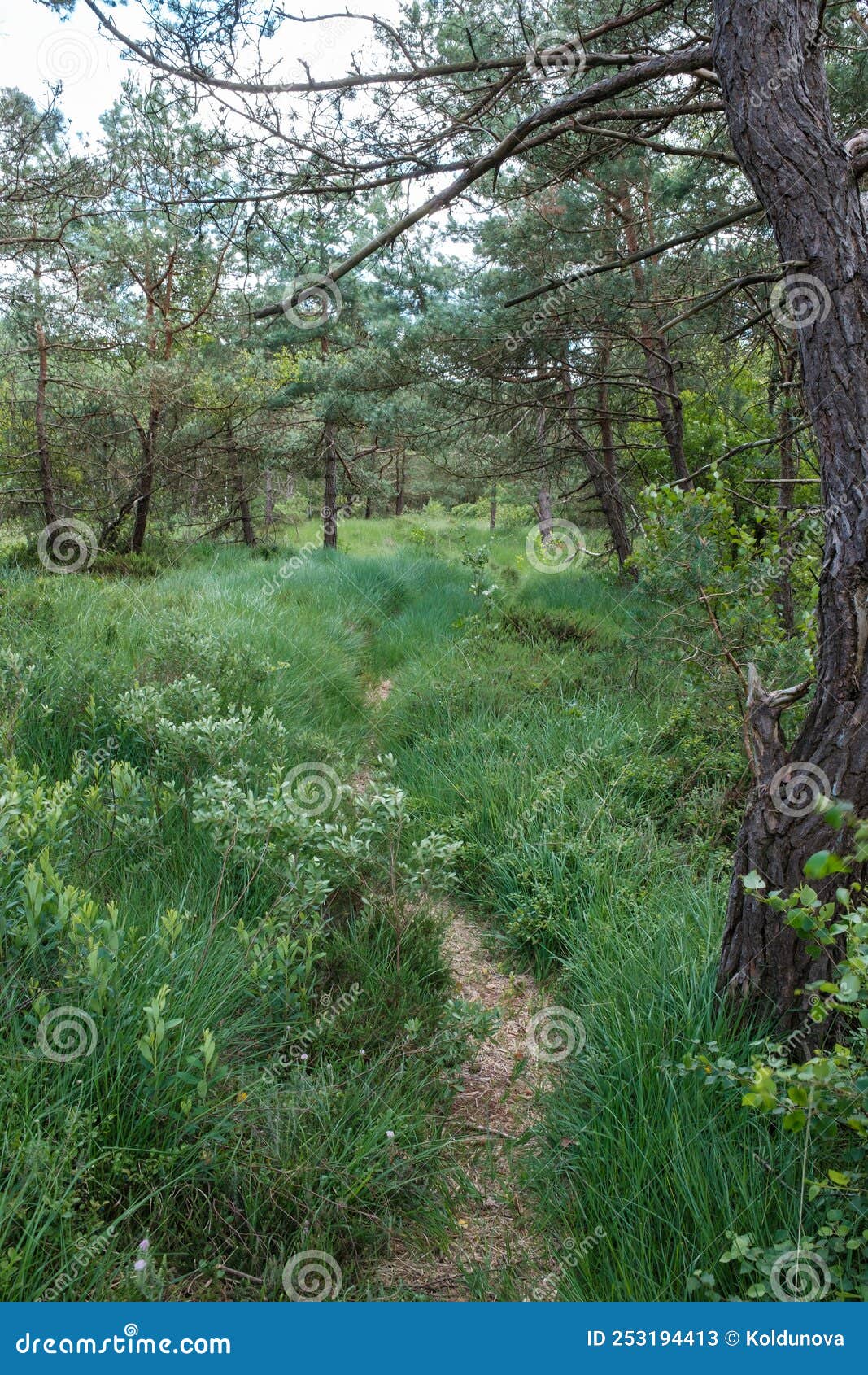 Trodden Path in a Pine Forest. Active Lifestyle Concept. Stock Image ...