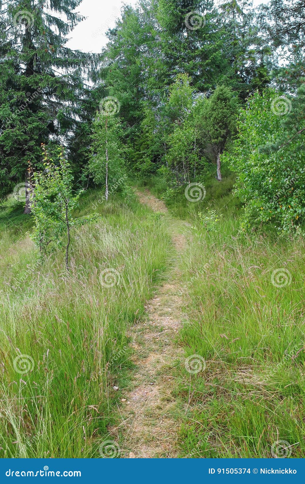 Trodden path on the slope stock photo. Image of pine - 91505374