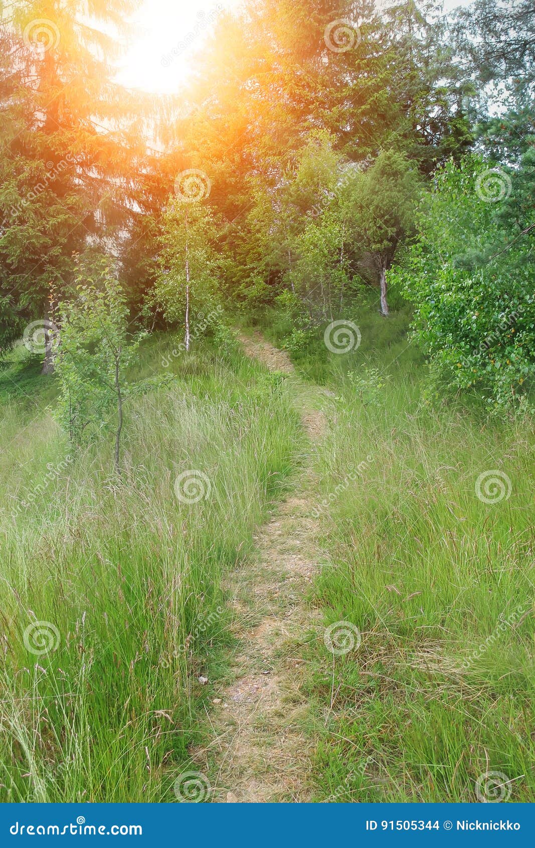 Trodden Path on the Slope of the Forested Mountain Stock Photo - Image ...