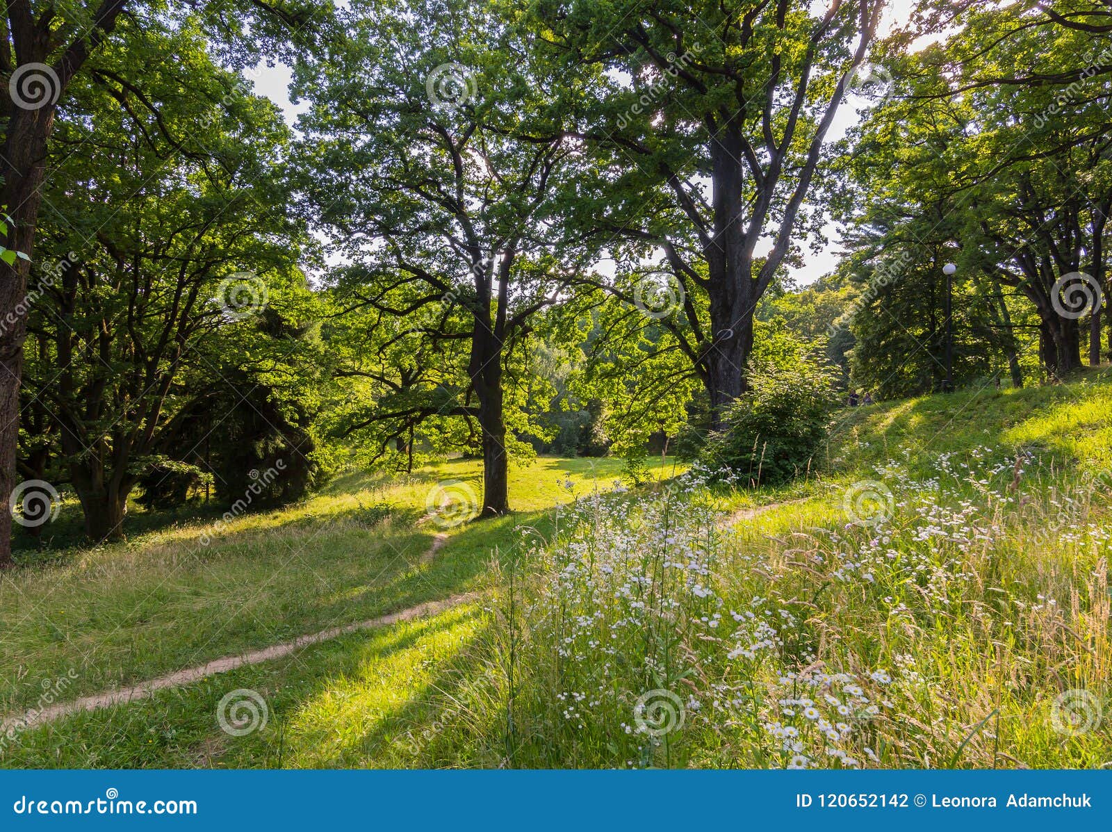 Trodden Paths in the Green Grass between Centuries-old Trees in the ...