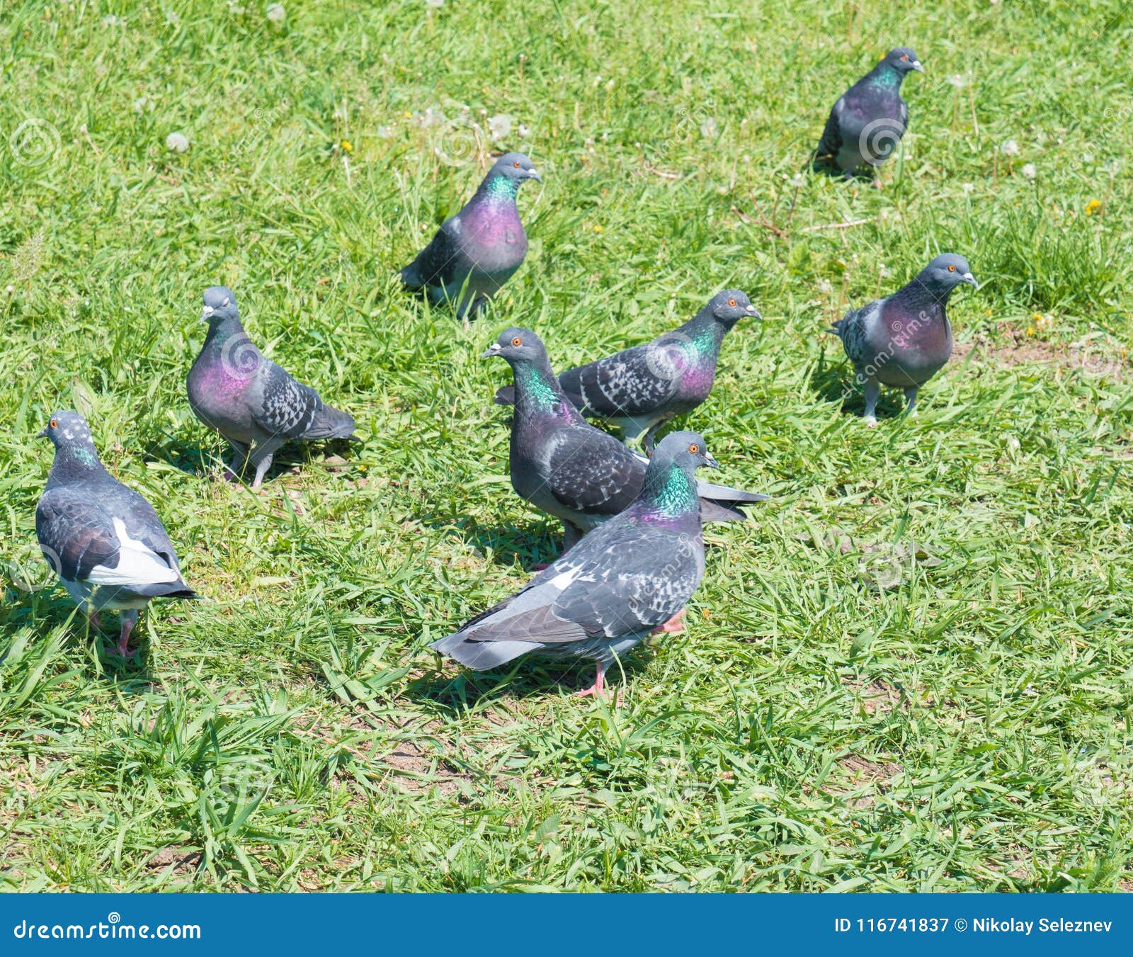 Troep Van Duiven Op Het Groene Gras Stock Afbeelding - Image of voer ...