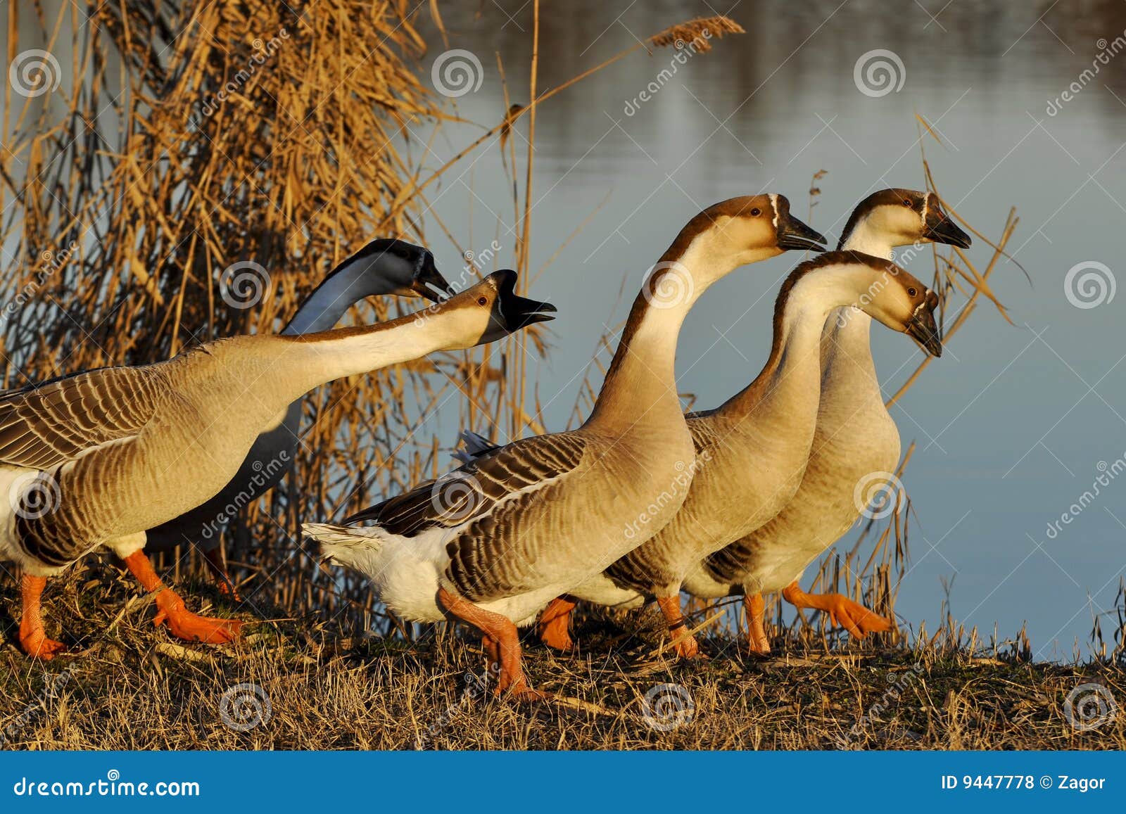 Troep van ganzen stock foto. Image of lopen, eenden, meer - 9447778