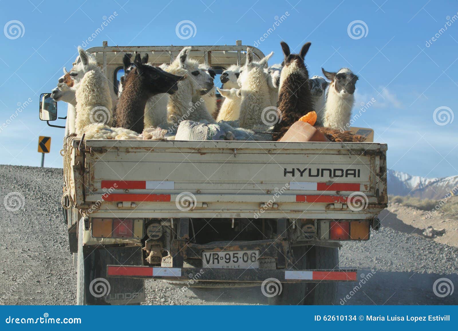 Troep Van Lama's Dichtbij Guallatire-dorp Redactionele Stock Afbeelding ...