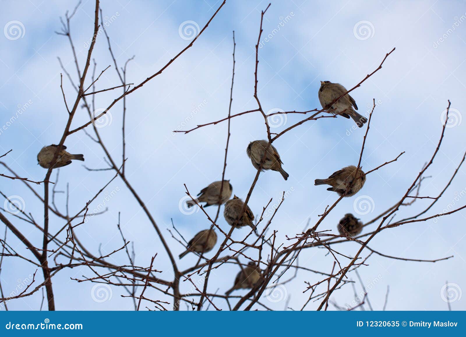 Troep van mussen stock afbeelding. Image of schoonheid - 12320635