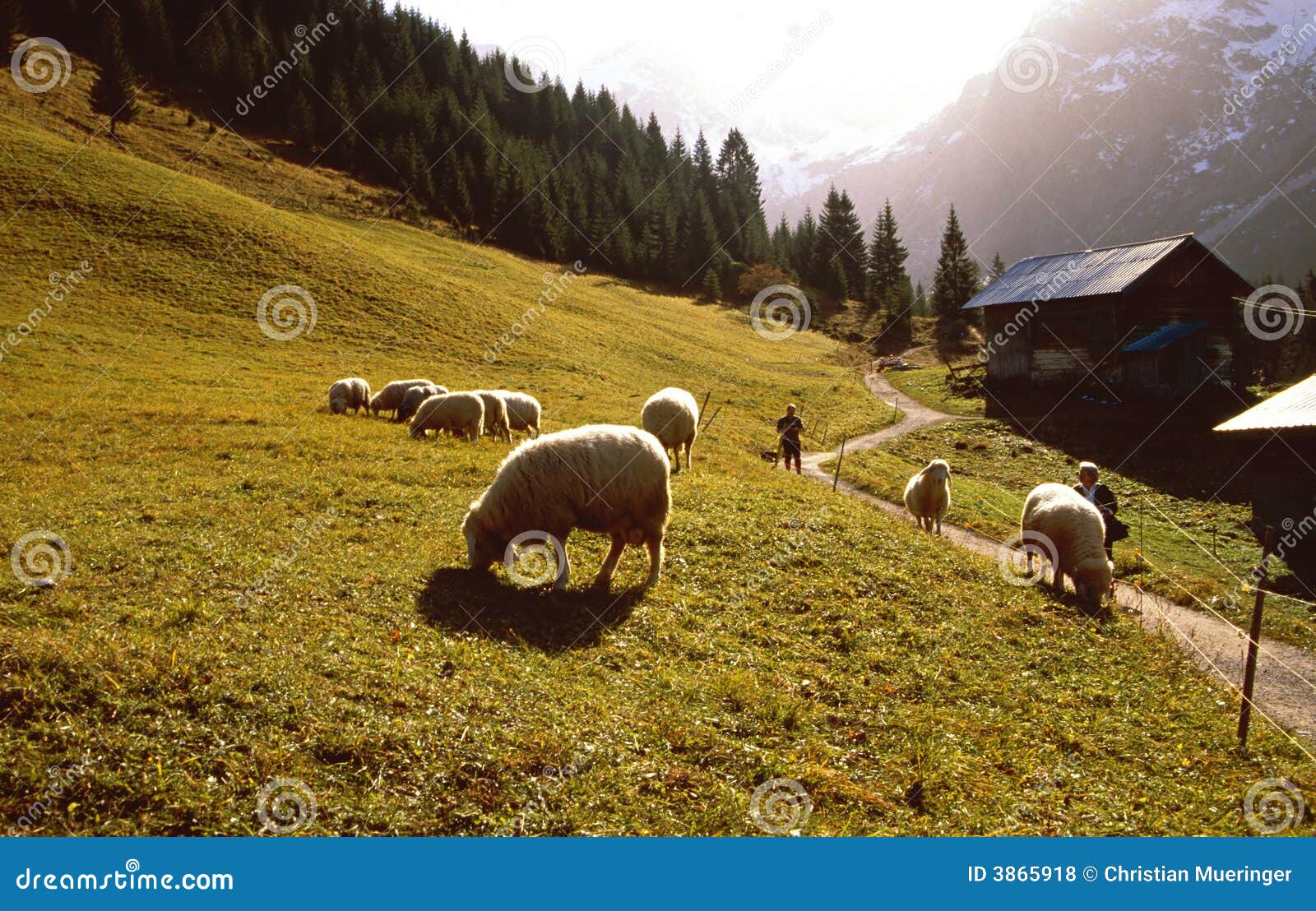 Troep van schapen stock foto. Image of herfst, zacht, oostenrijk - 3865918
