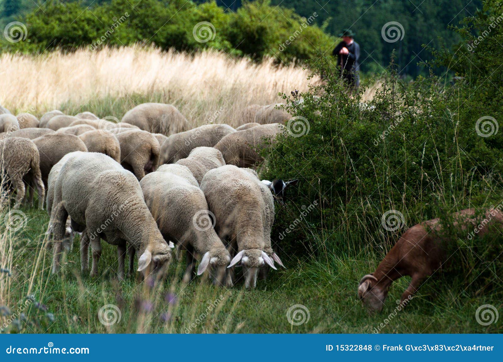 Troep Van Schapen En Geiten Stock Foto - Image of troep, mens: 15322848