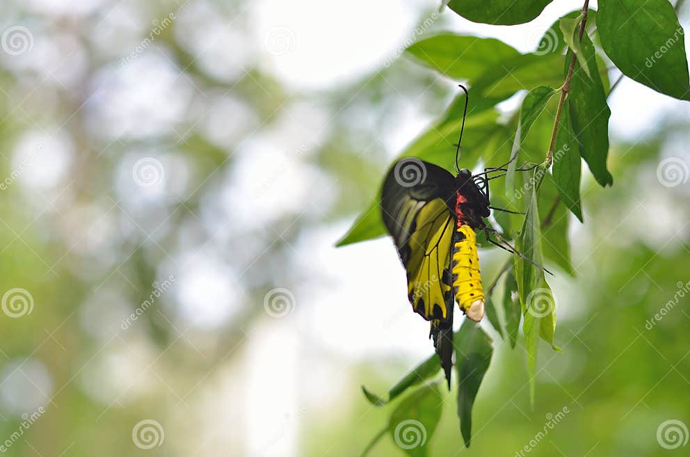 Troides Aeacus Thomsoni Bates Stock Image - Image of wings, tree: 33478093