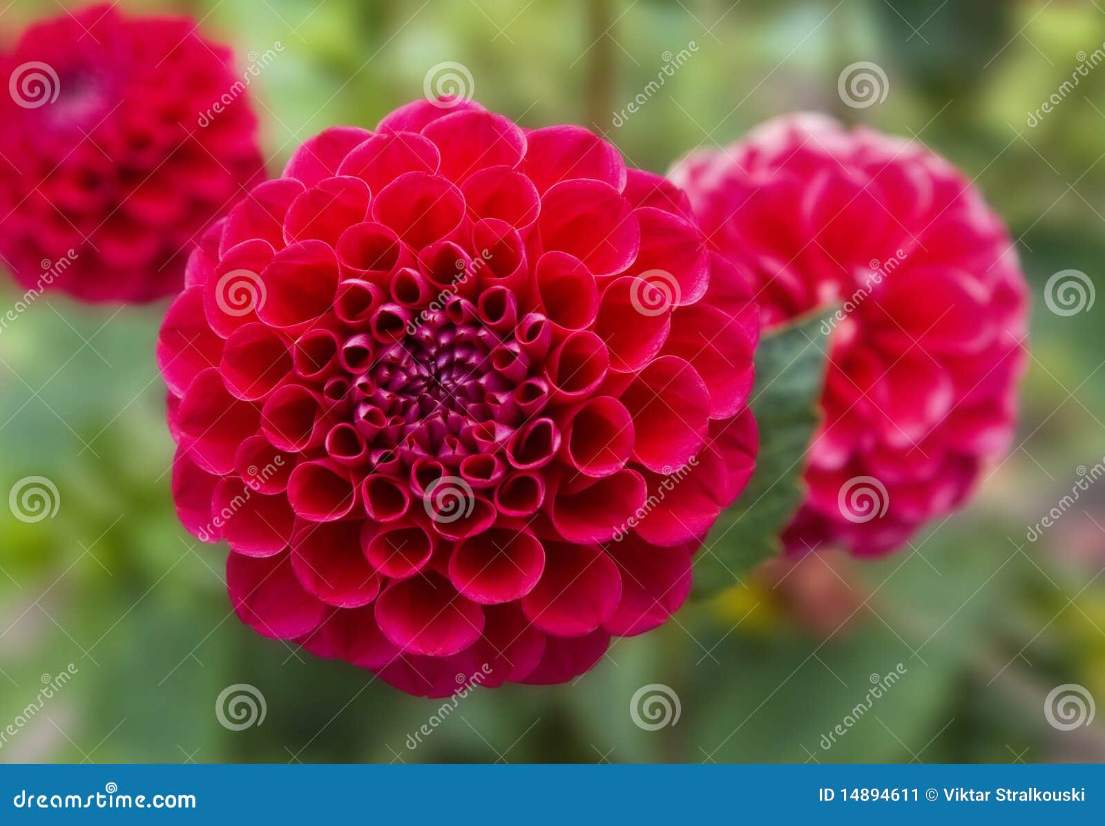 Trois Belles Fleurs Rouges De Dahlia Image stock - Image du jardinage ...