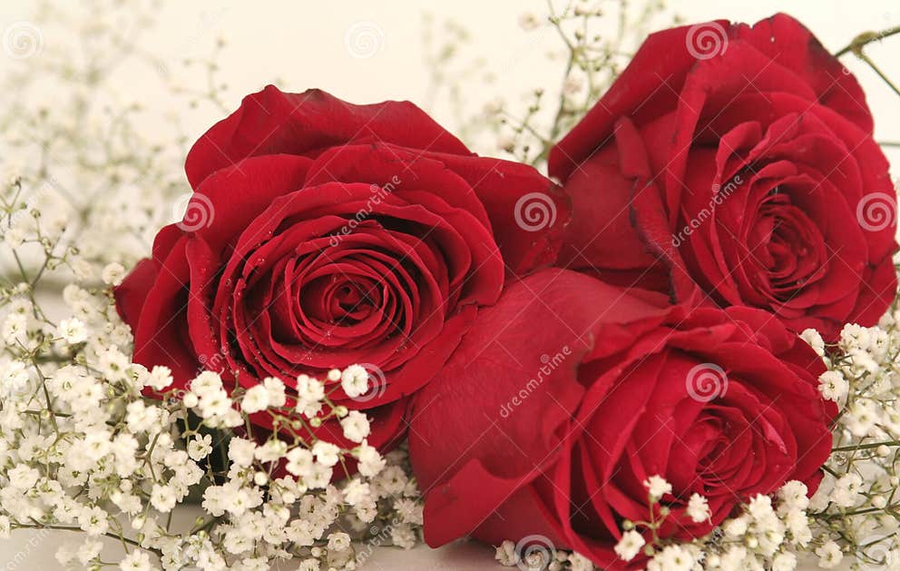 Trois belles roses rouges image stock. Image du fleurs - 3677197