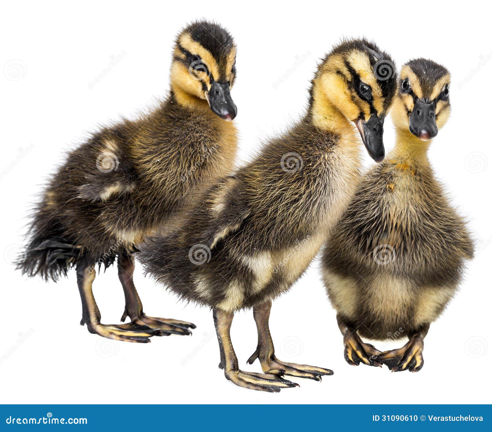 Trois canetons mignons photo stock. Image du canard, fond - 31090610