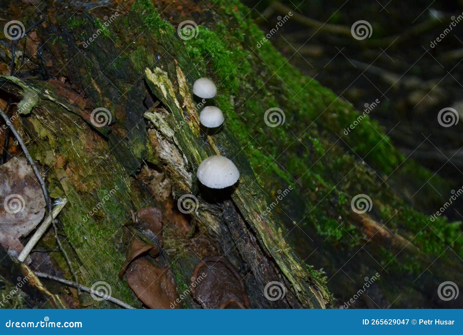 Trois Champignons Sur Le Moignon Image stock - Image du bois, centrale ...