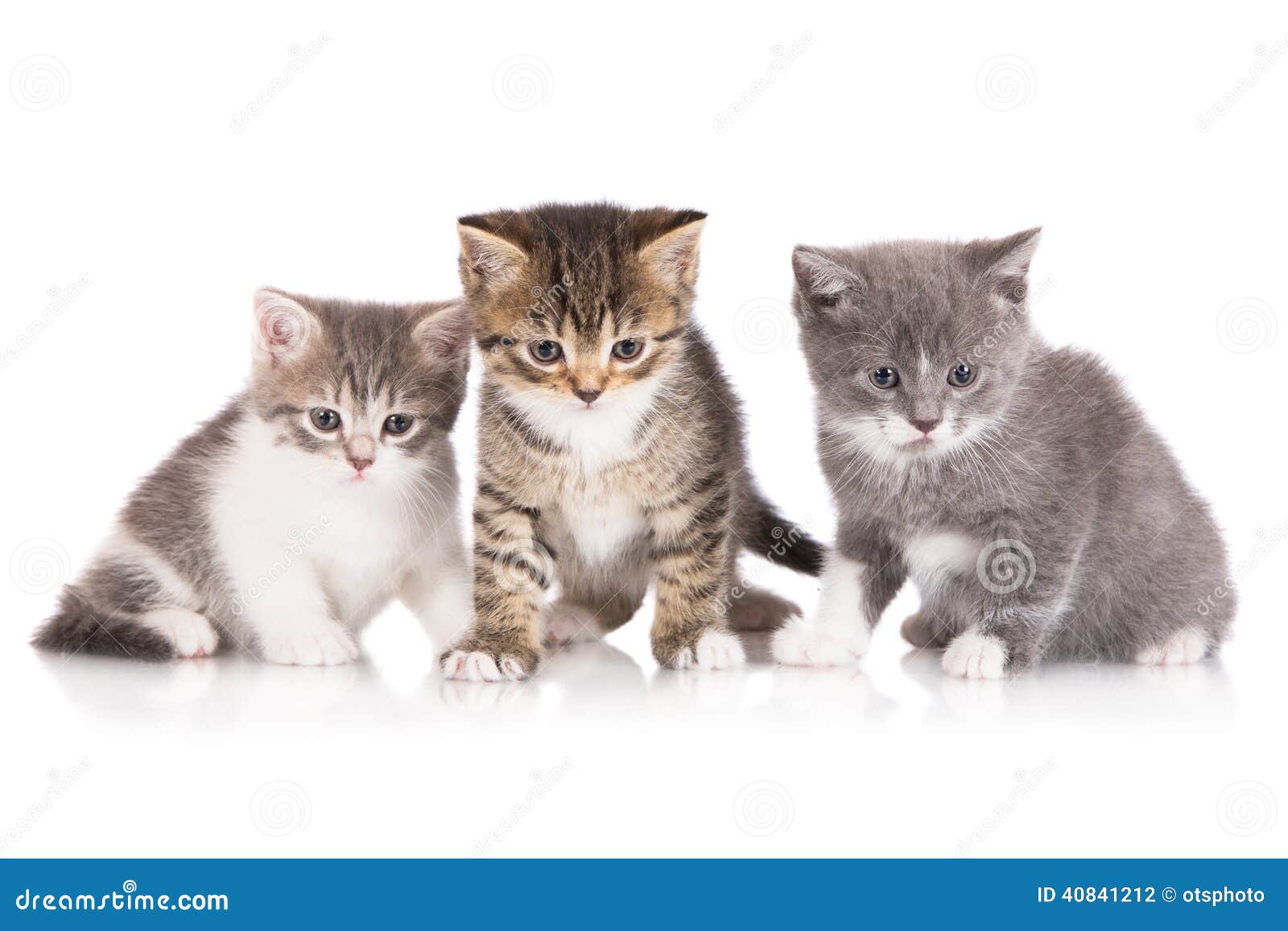 Trois chatons adorables photo stock. Image du beau, verticale - 40841212