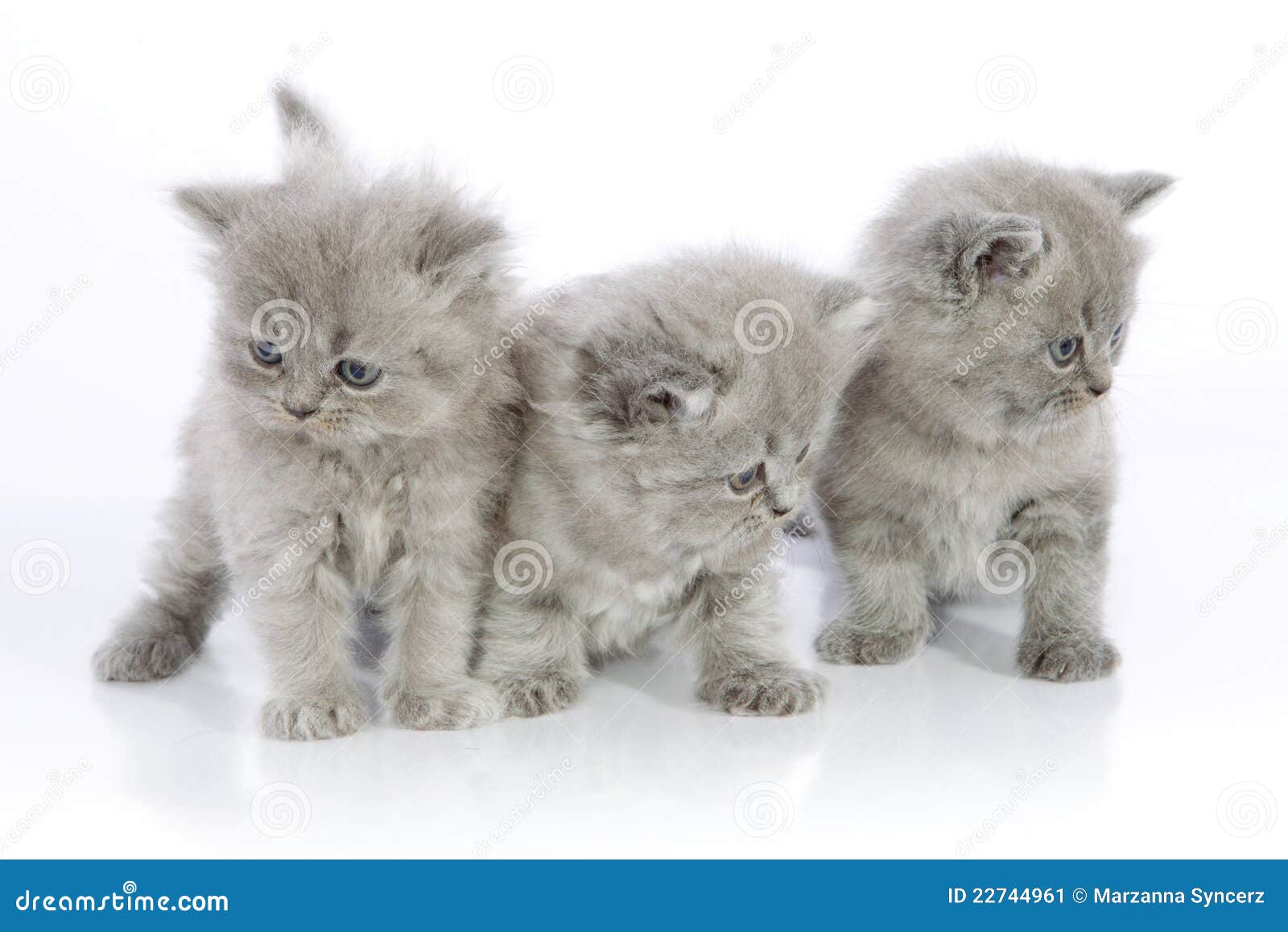 Trois chatons mignons image stock. Image du aimable, gris - 22744961