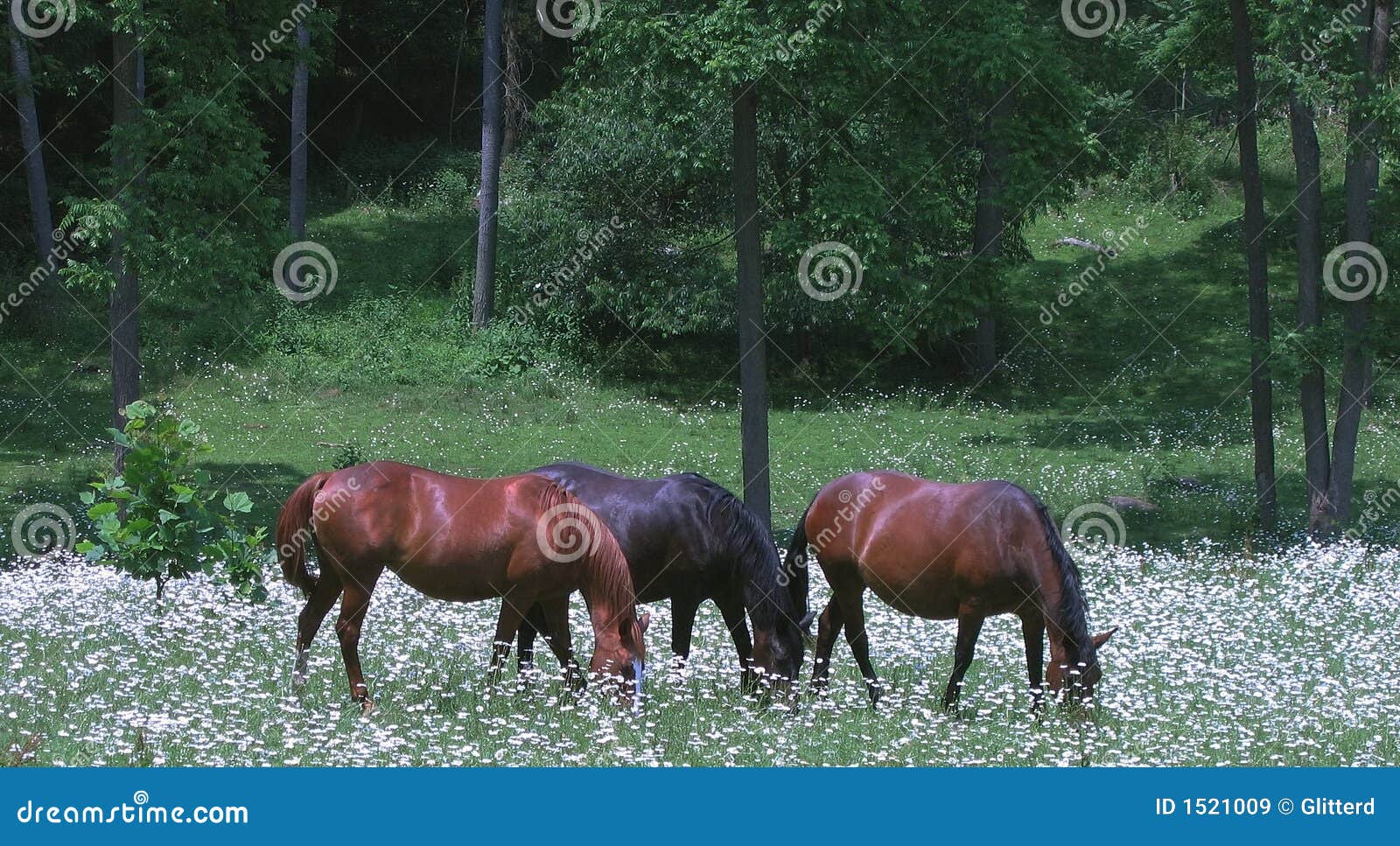 Trois chevaux image stock. Image du équin, rouge, pré - 1521009