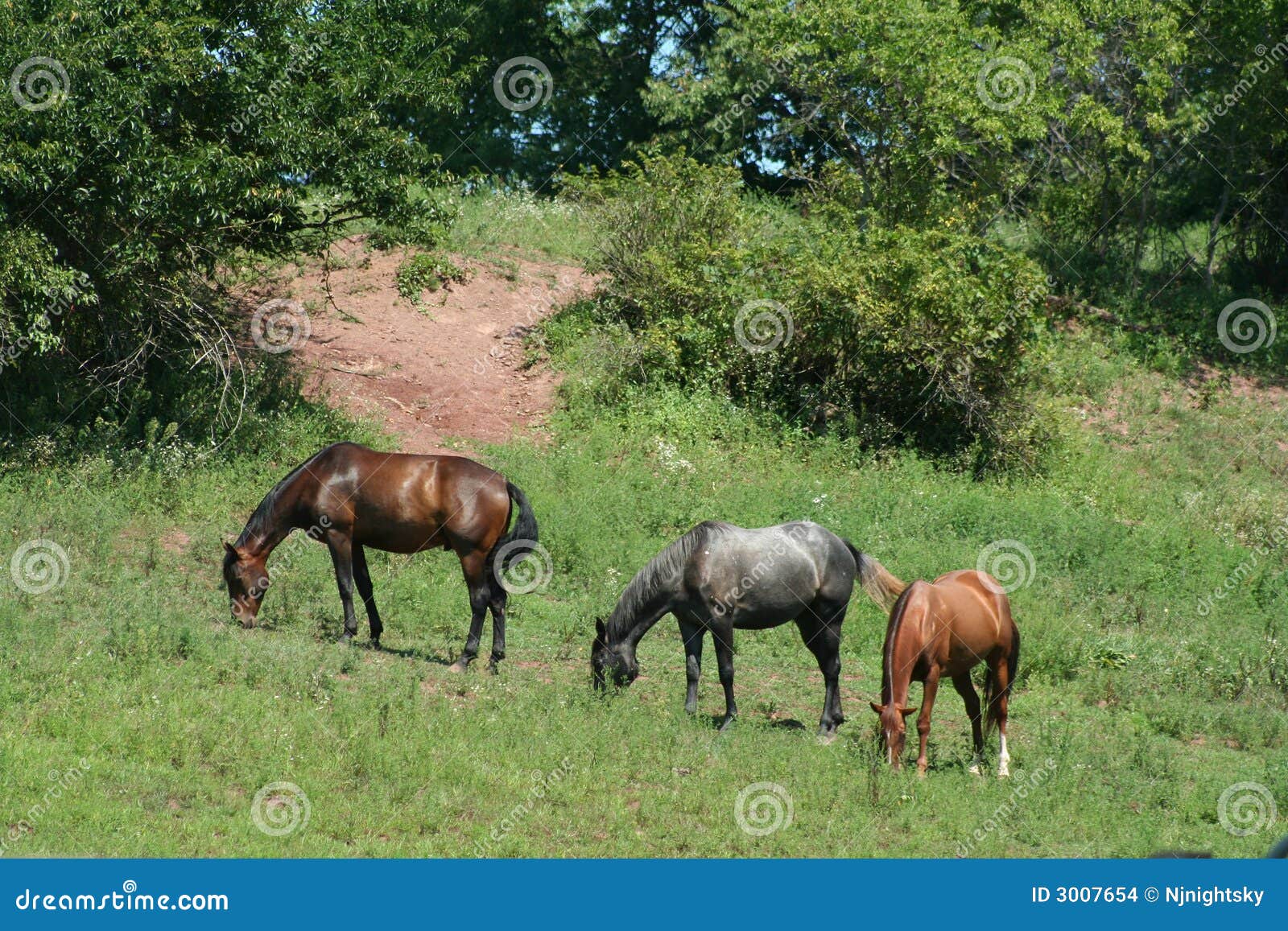 Trois Chevaux Image. Image: 3007654