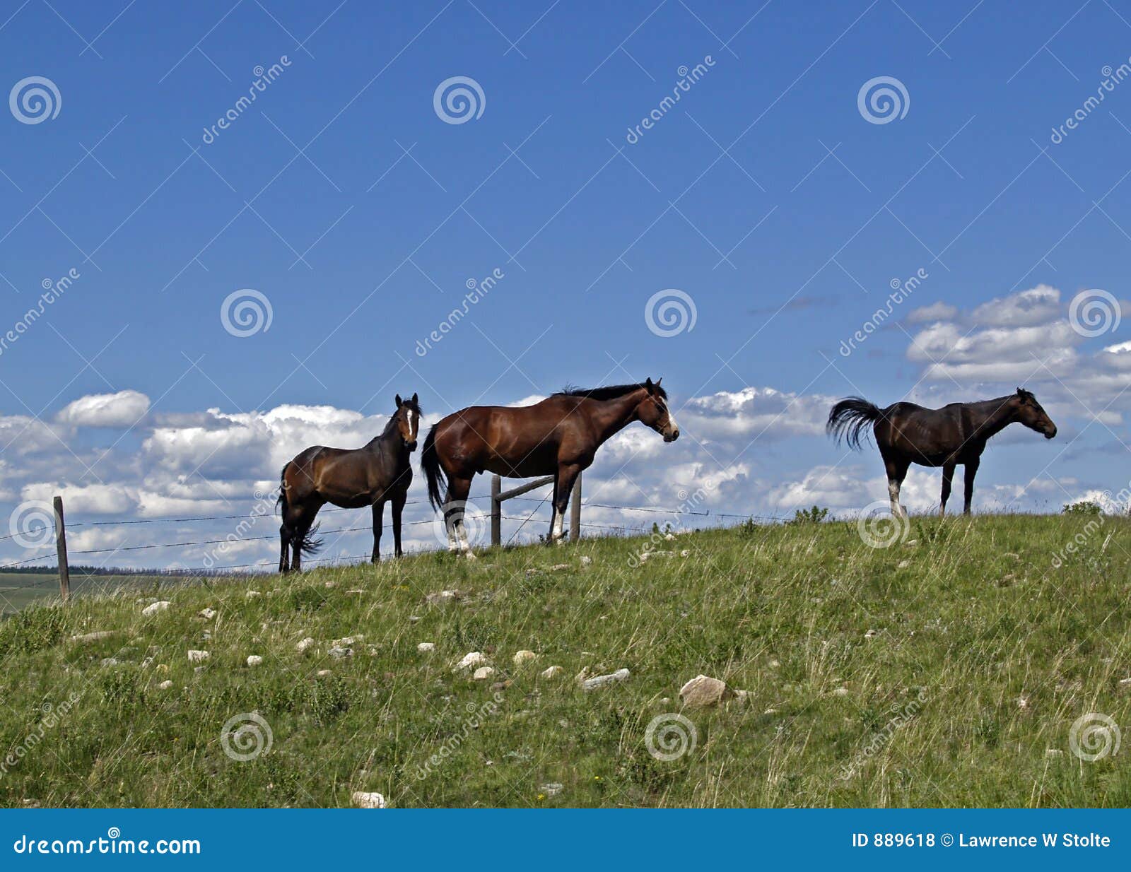 Trois chevaux photo stock. Image du ciel, barrière, curieux - 889618