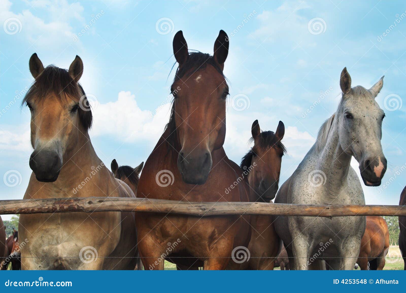 Trois chevaux et troupeaux photo stock. Image du amorce - 4253548