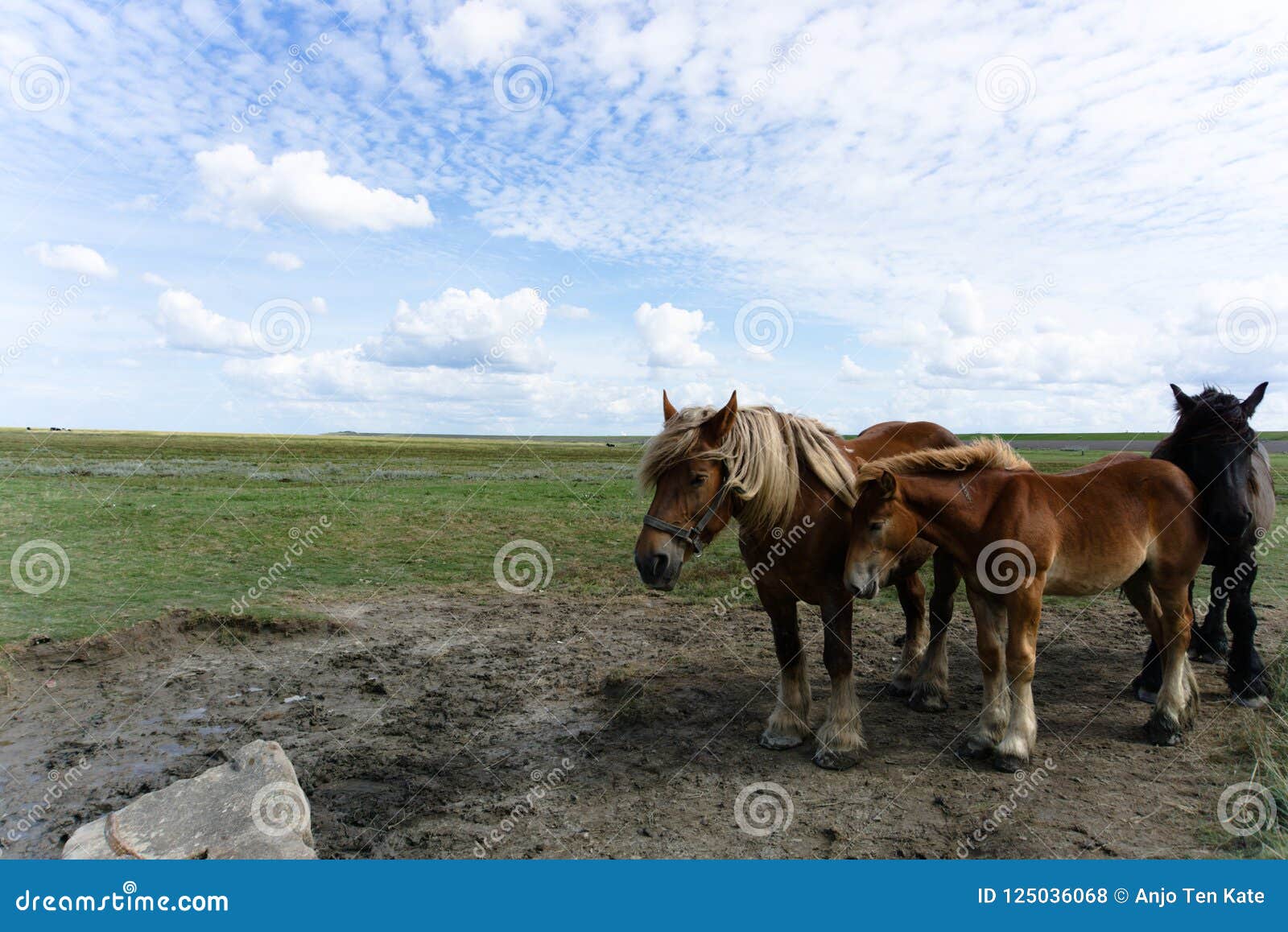 Trois Chevaux, Noir De Deux Bruns Un Photo stock - Image du troupeau ...