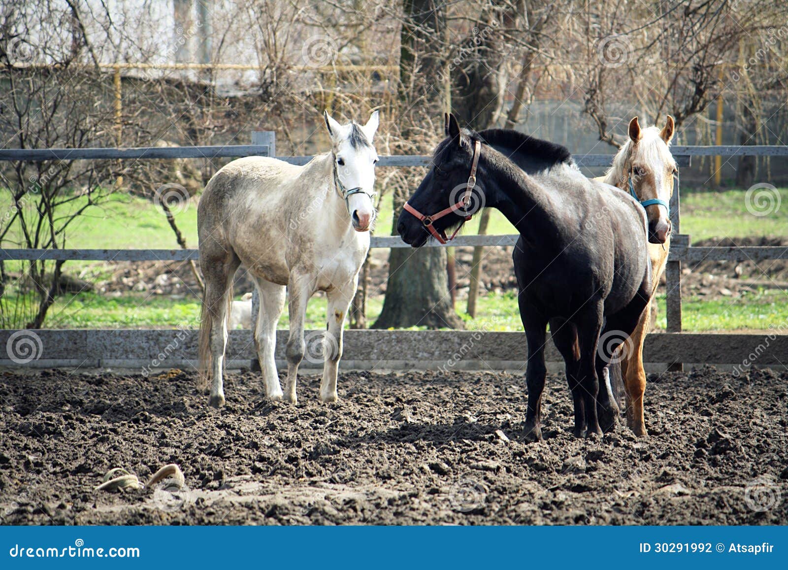 Trois chevaux photo stock. Image of nature, arbres, chevaux - 30291992