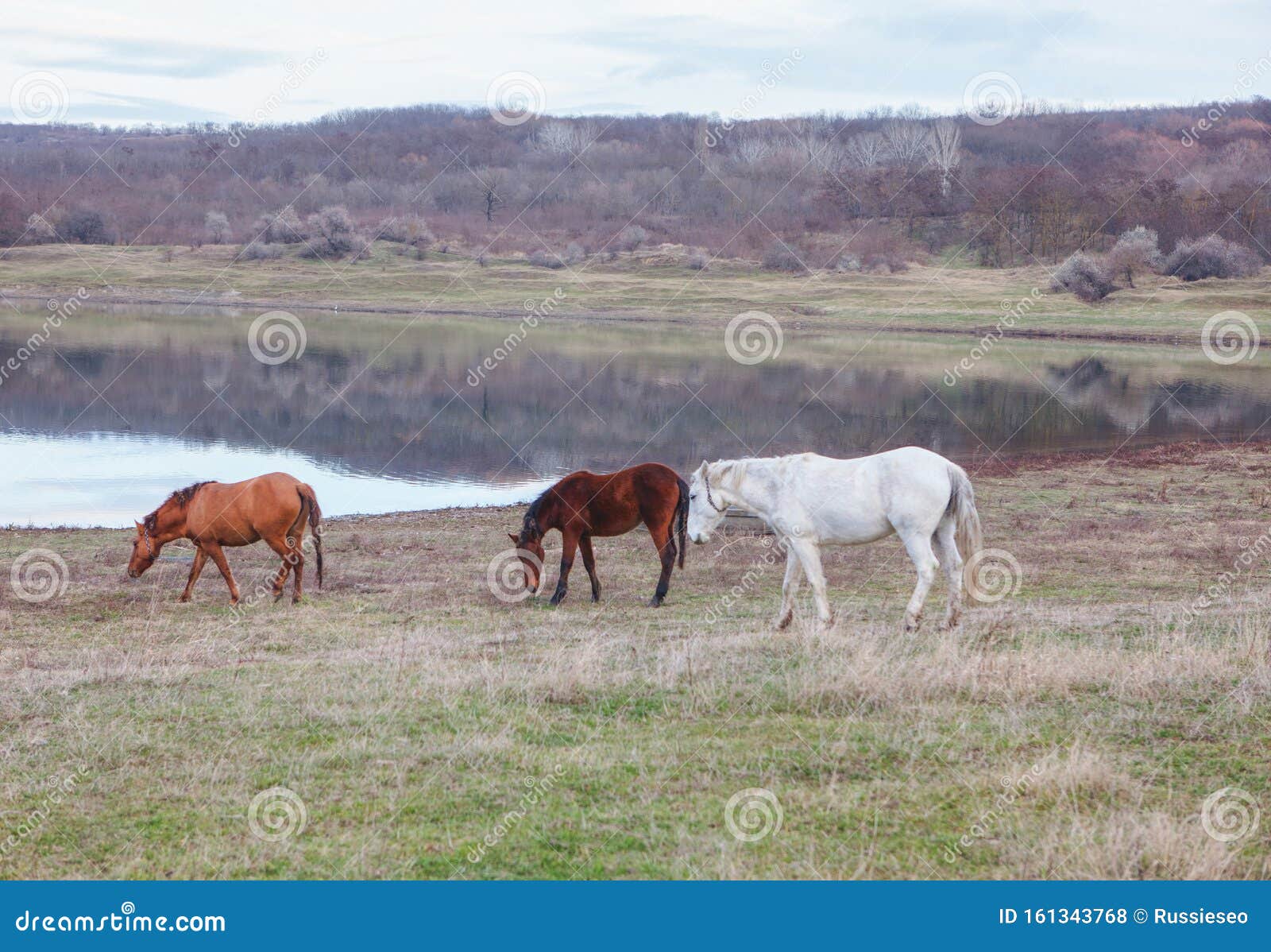 Trois Chevaux Sur La Rive Du Fleuve Photo stock - Image of liberté ...