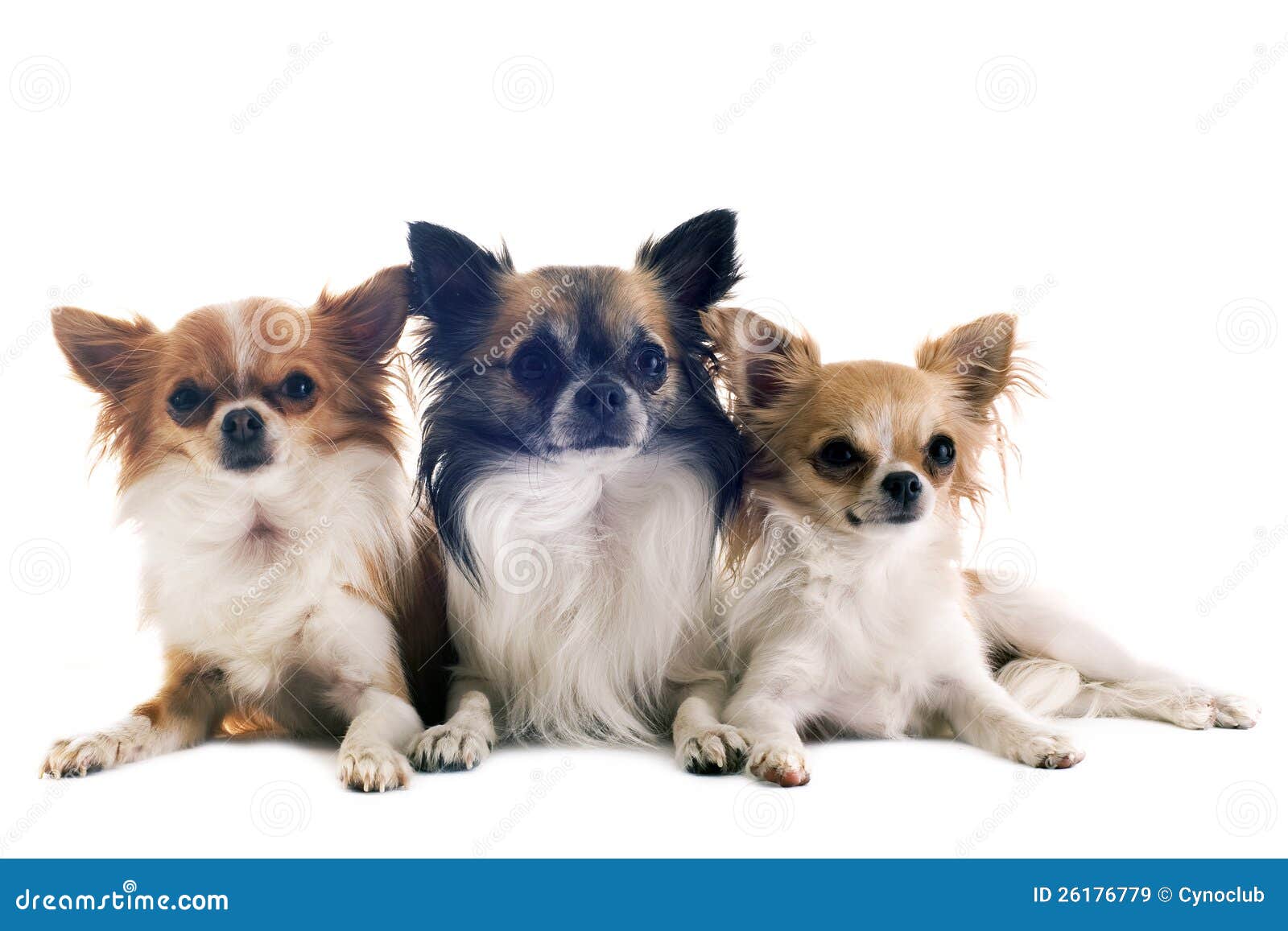 Trois chiwawas image stock. Image du chiot, brun, indoors - 26176779