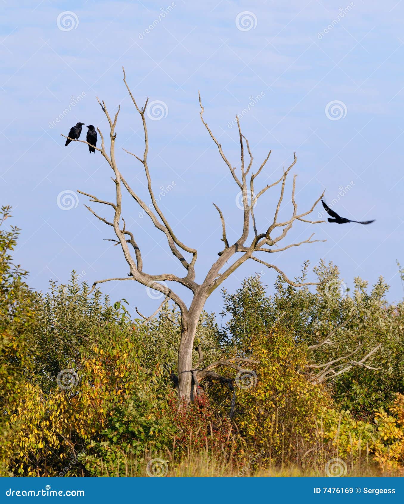 Trois corbeaux image stock. Image du arbre, écologie, mouche - 7476169
