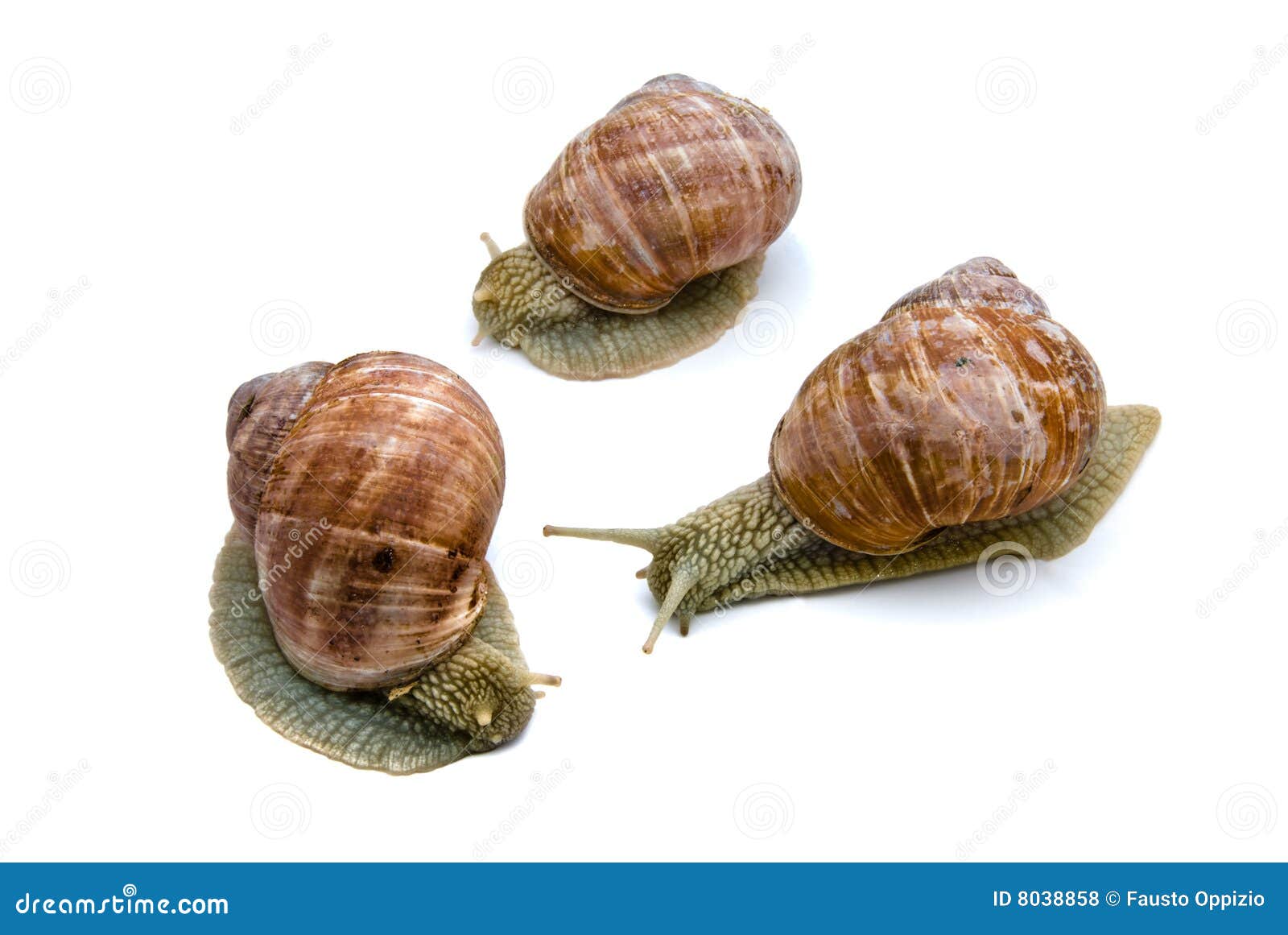 Trois escargots de jardin photo stock. Image du lent, normal - 8038858