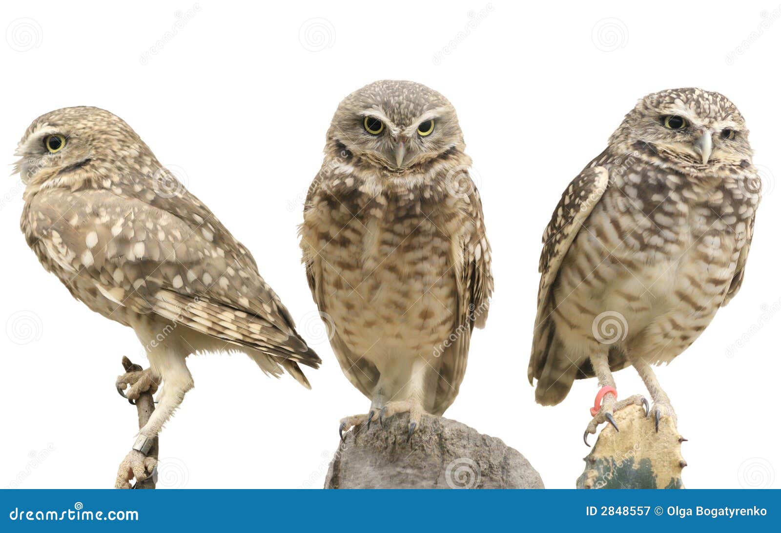 Trois hiboux creusants image stock. Image du rare, creuser - 2848557