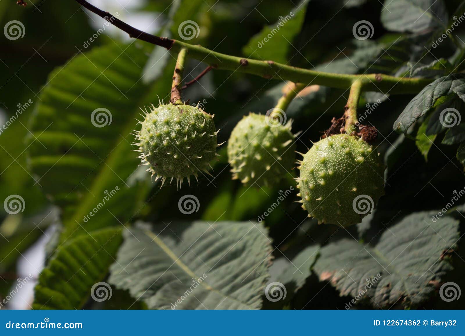 Trois Marrons Sur L'arbre De Marron D'Inde Photo stock - Image du ...